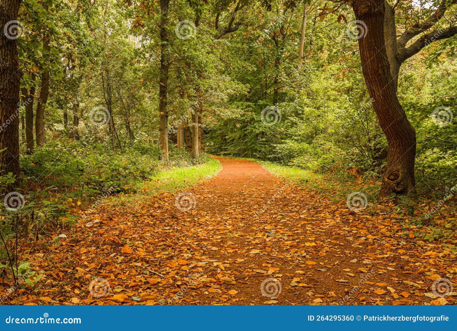 Path in the Park on a Autumn Day Stock Photo - Image of outdoors, urban ...