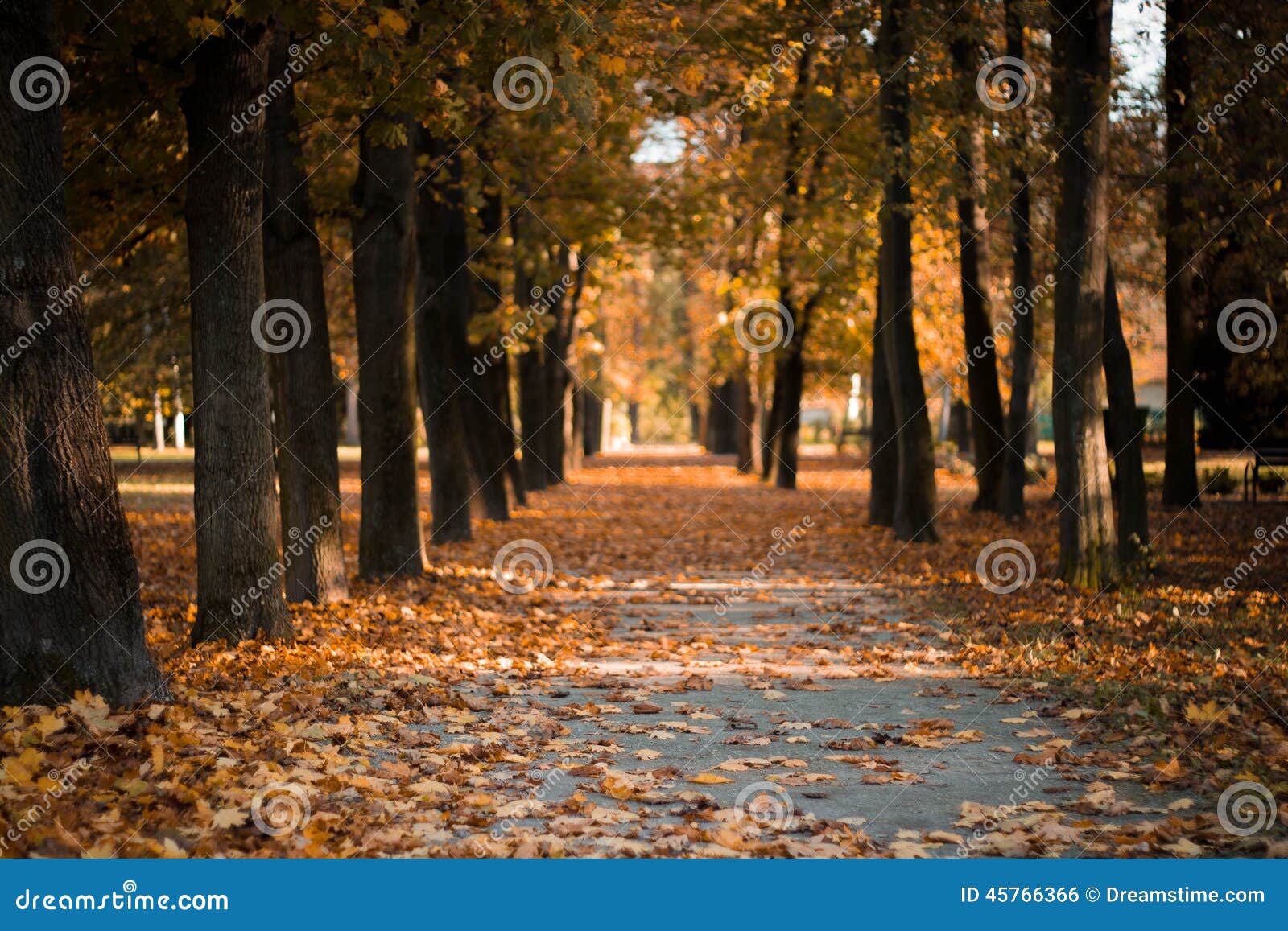 Path in a Park during Autumn. Stock Photo - Image of nice, yellow: 45766366