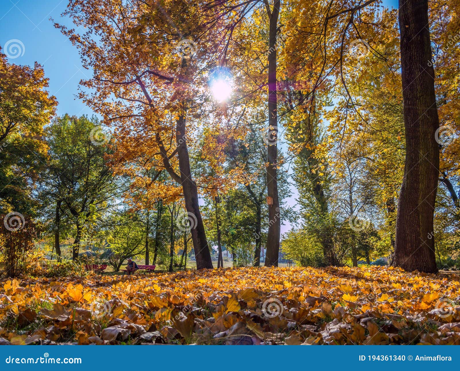 Path in a park in autumn stock photo. Image of leaves - 194361340