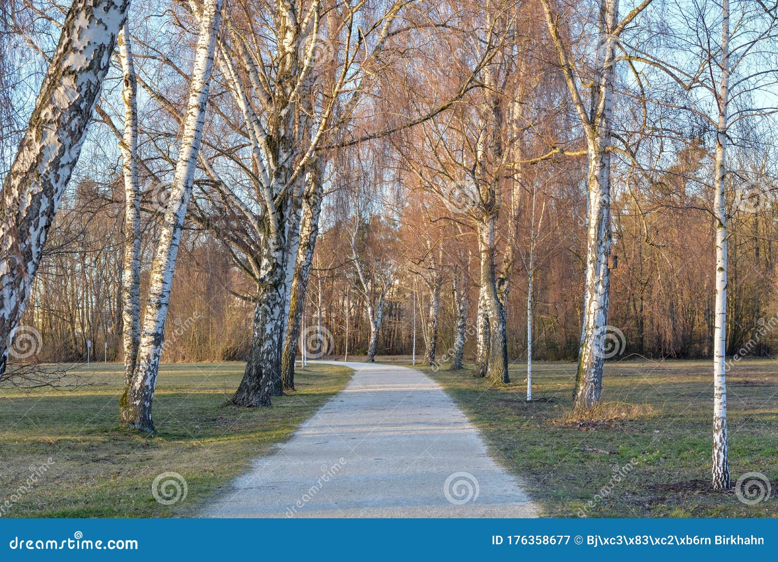 A Path in a Park with Birch Trees Stock Image - Image of background ...