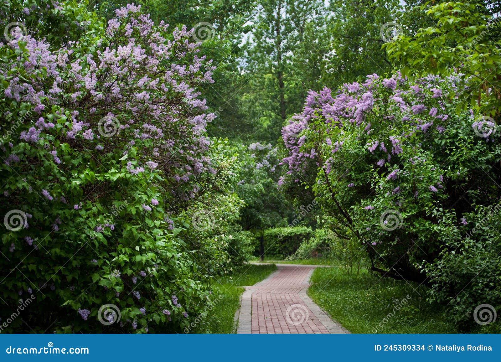 Path in the Park between the Bushes of Blooming Lilacs Stock Photo ...