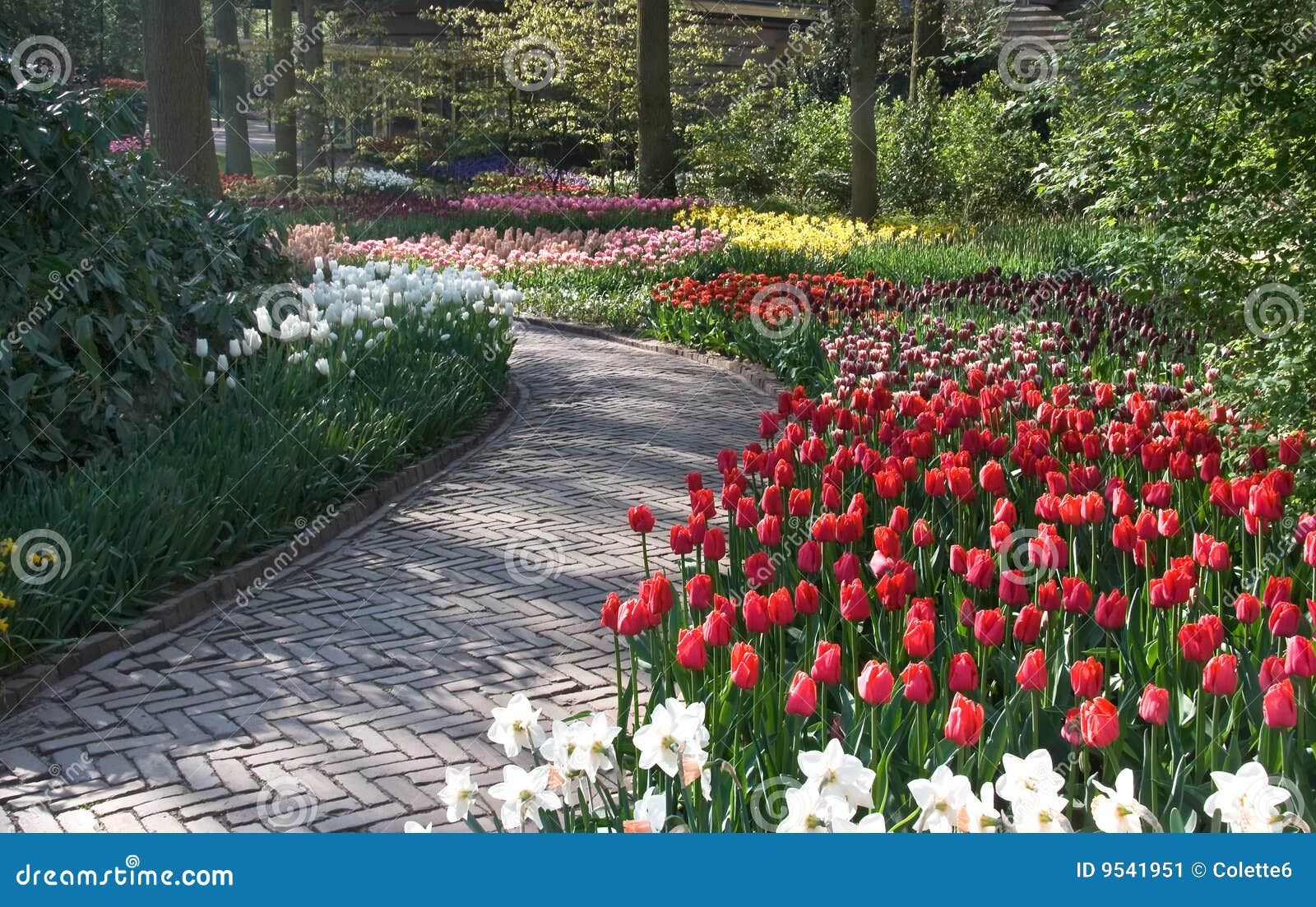 Path in Park and Colorful Tulips Stock Image - Image of decoration ...