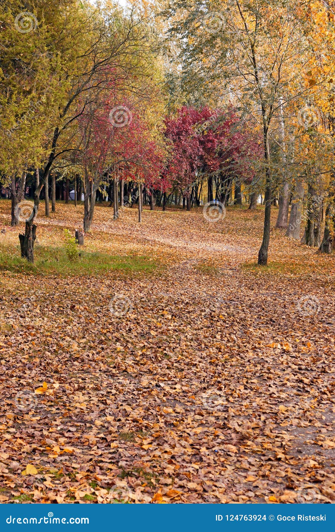 Path in the Park Covered with Leaves Autumn Stock Photo - Image of ...