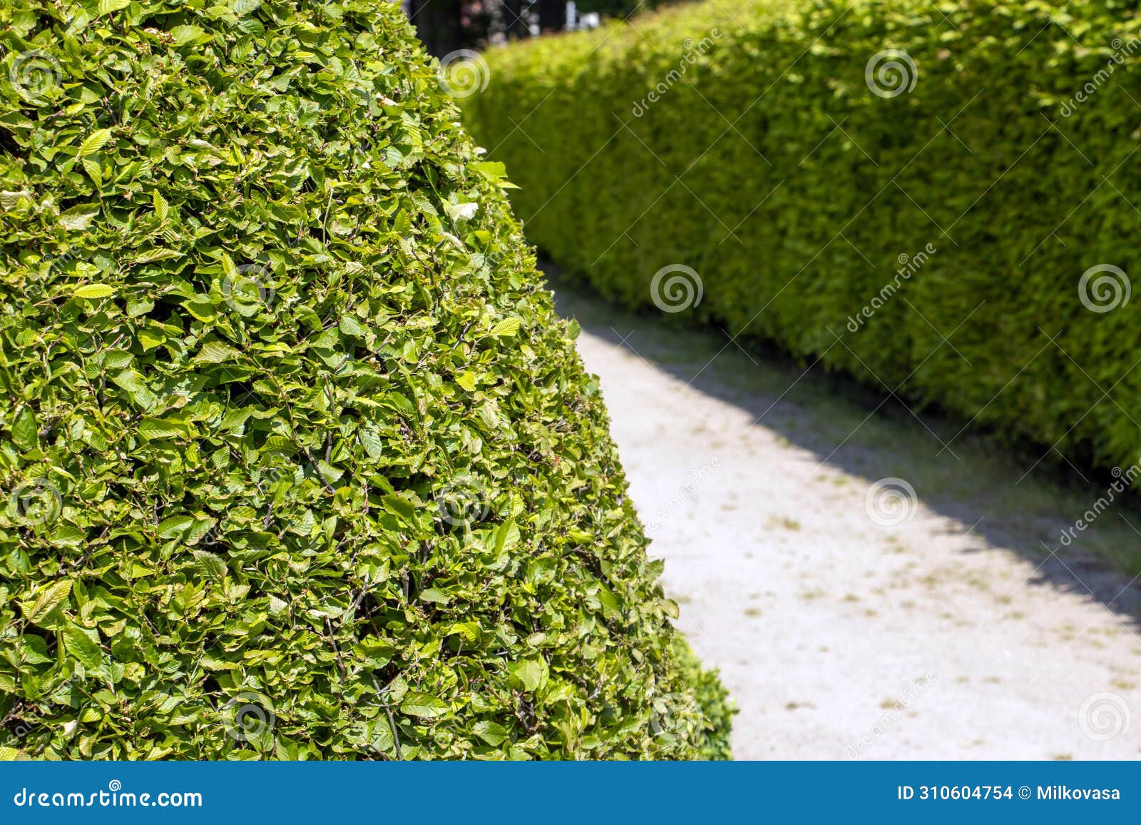 Path in the Park with Decorative Trees and Hedges Stock Photo - Image ...