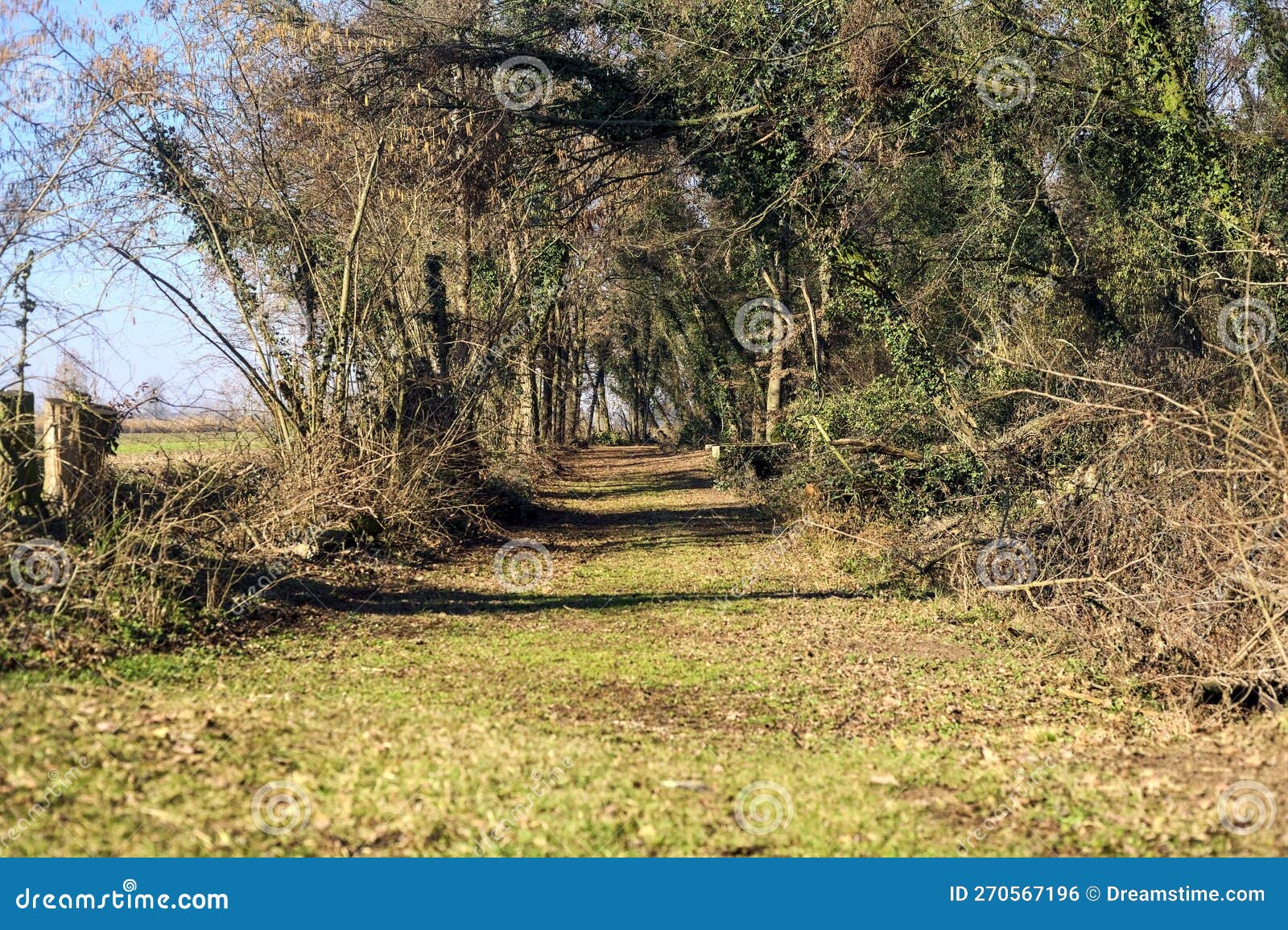 Path in a Park with a Field Visible through Trees on a Sunny Day Stock ...