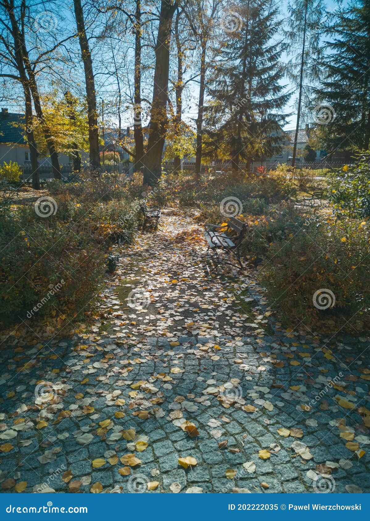 Path in Park Full of Yellow Fall Leaves Stock Image - Image of outdoor ...