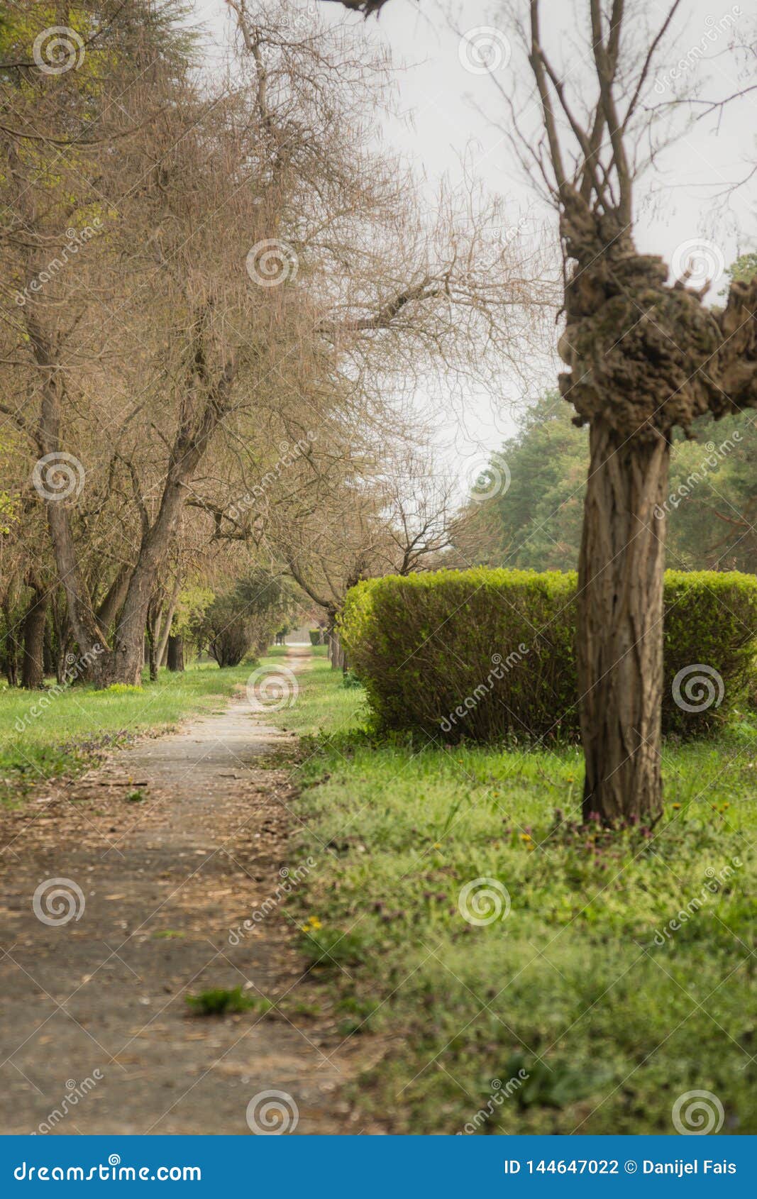 Forrest Background, with Free Leafs and Generic Scenery Stock Photo ...