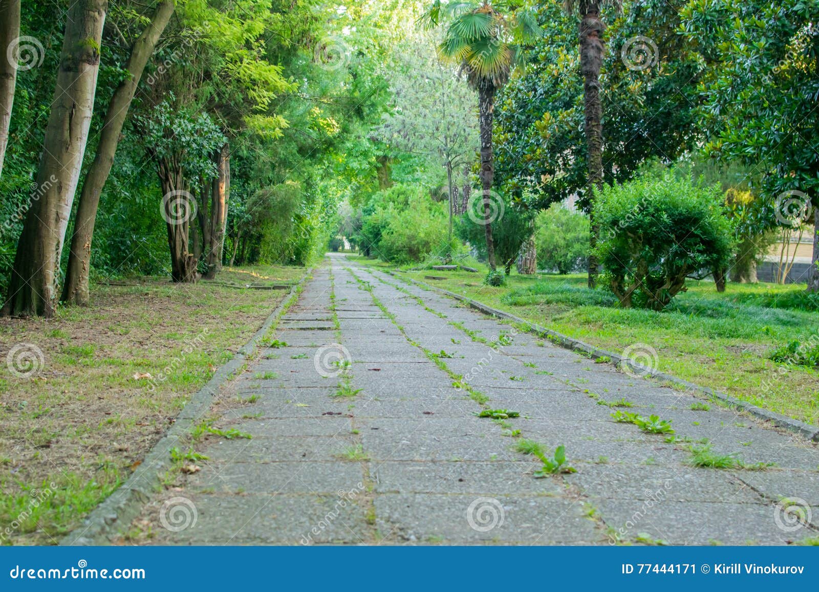 Path in the Park stock image. Image of paving, natural - 77444171