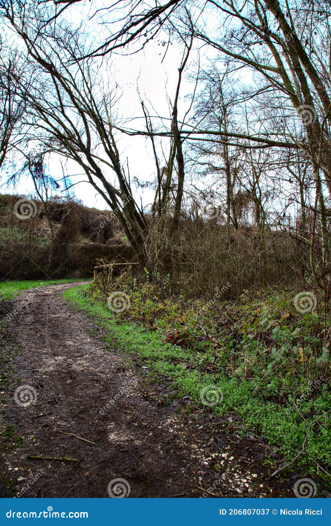 Path in a Park in the Italian Countryside in Winter Stock Image - Image ...