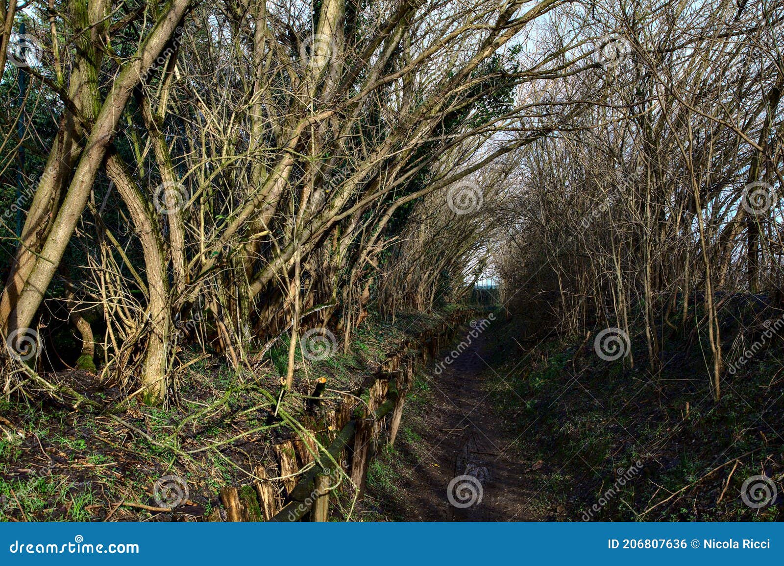 Path in a Park in the Italian Countryside in Winter Stock Photo - Image ...