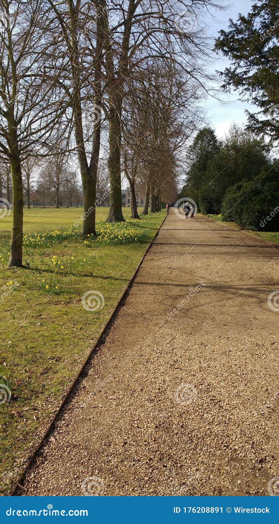 Path through a Park Lined with Bare Tees and Bushes Stock Image - Image ...