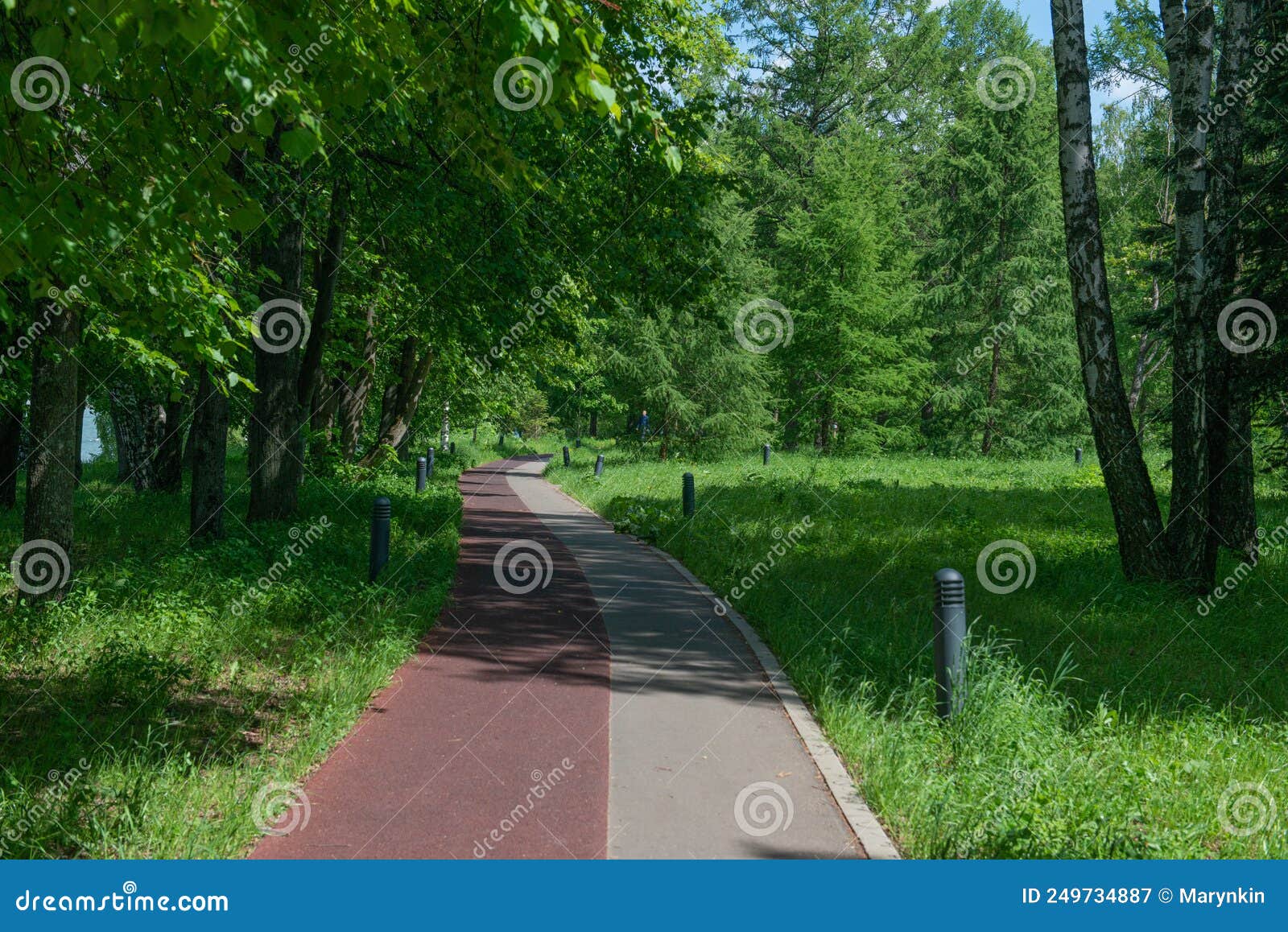 Pedestrian and Bicycle Path in the Forest Stock Image - Image of scenic ...