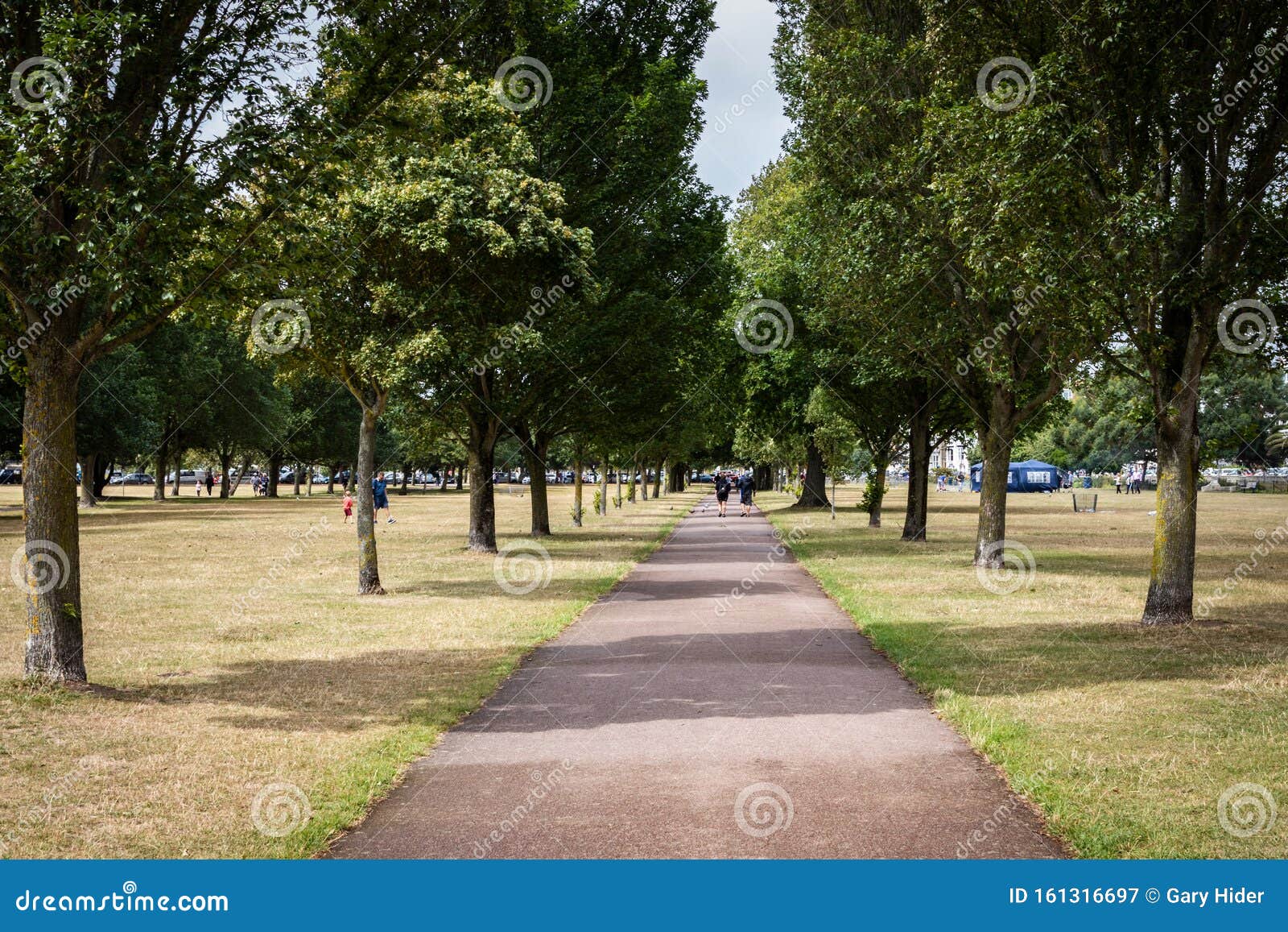 A Path in the Park with a Row of Tall Trees Stock Image - Image of park ...