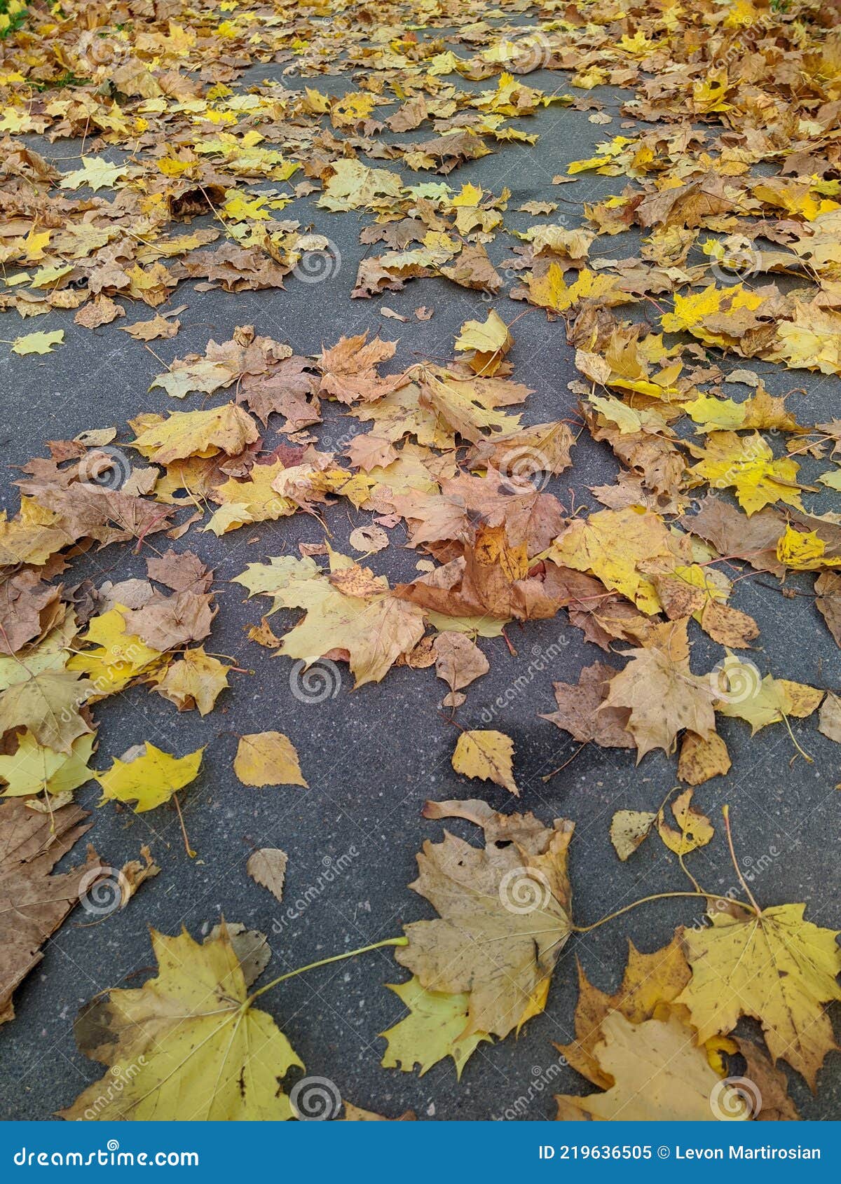 Path in the Park Strewn with Colored Autumn Leaves Stock Image - Image ... Path in the Park Strewn with Colored Autumn Leaves Stock Image - Image ...