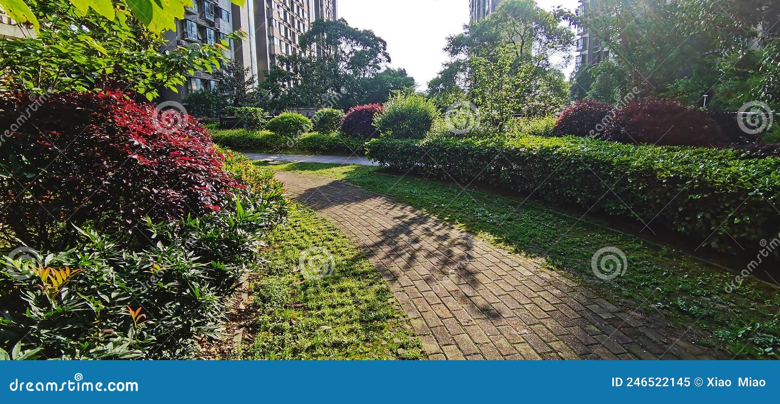 A path in the park stock image. Image of sunshine, sides - 246522145