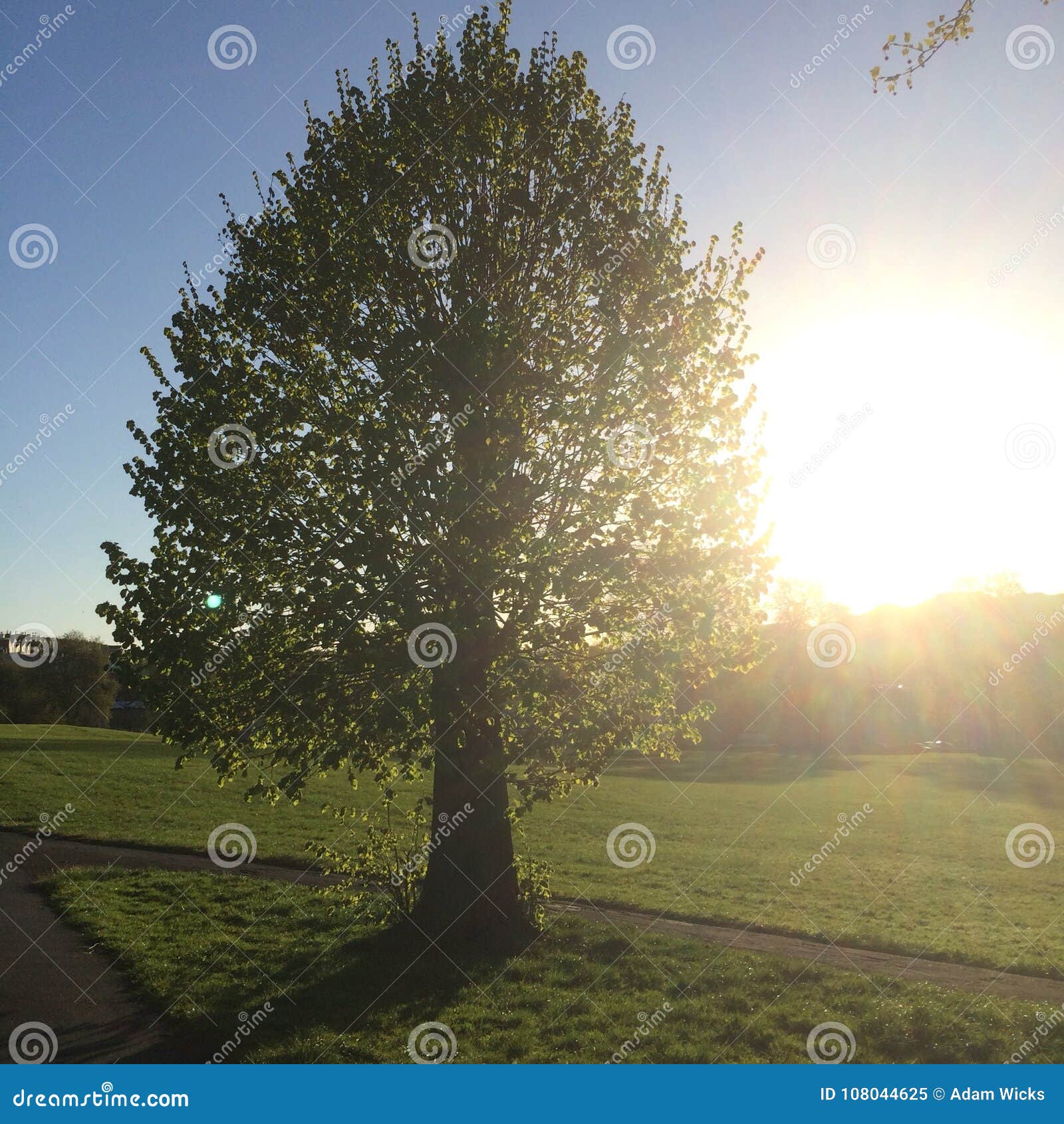 Dawn Park Pathway by Tree with Sun Bloom Stock Image - Image of ...