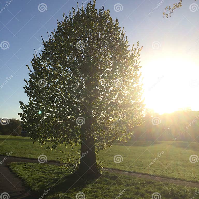 Dawn Park Pathway by Tree with Sun Bloom Stock Image - Image of ...