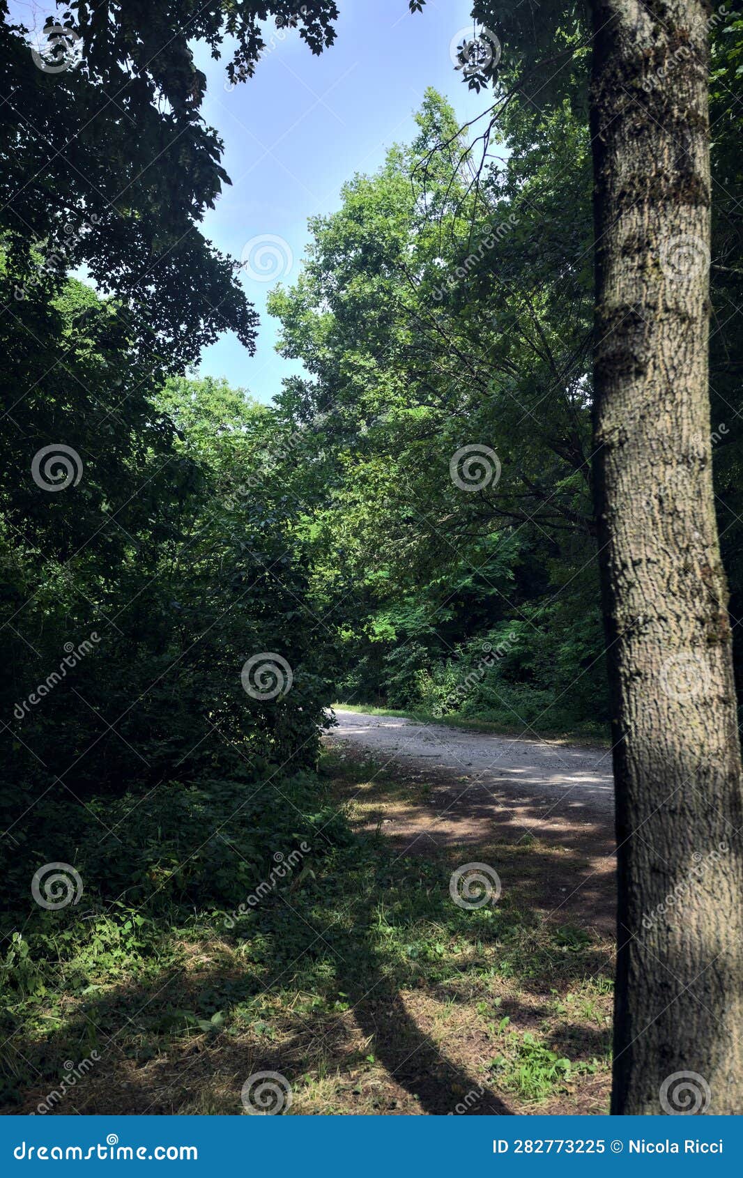 Path in a Park on a Sunny Day and a Tree Trunk Framing it Stock Image ...