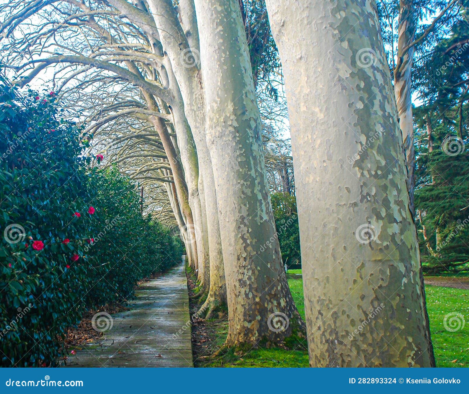 Path in the Park. Tall Trees in the Park Stock Photo - Image of garden ...