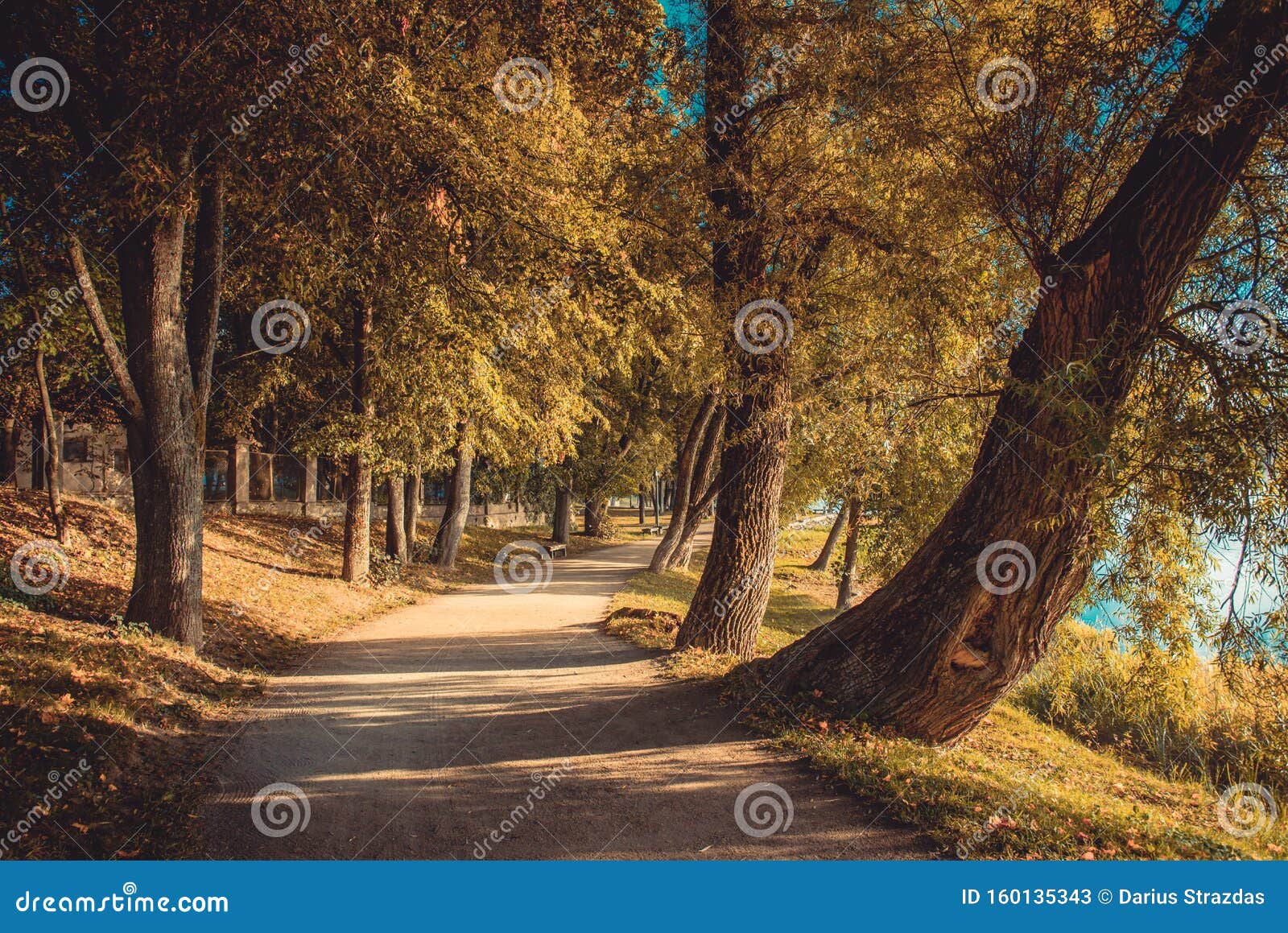 Path in park, tree tunnel stock image. Image of park - 160135343 Path in park, tree tunnel stock image. Image of park - 160135343