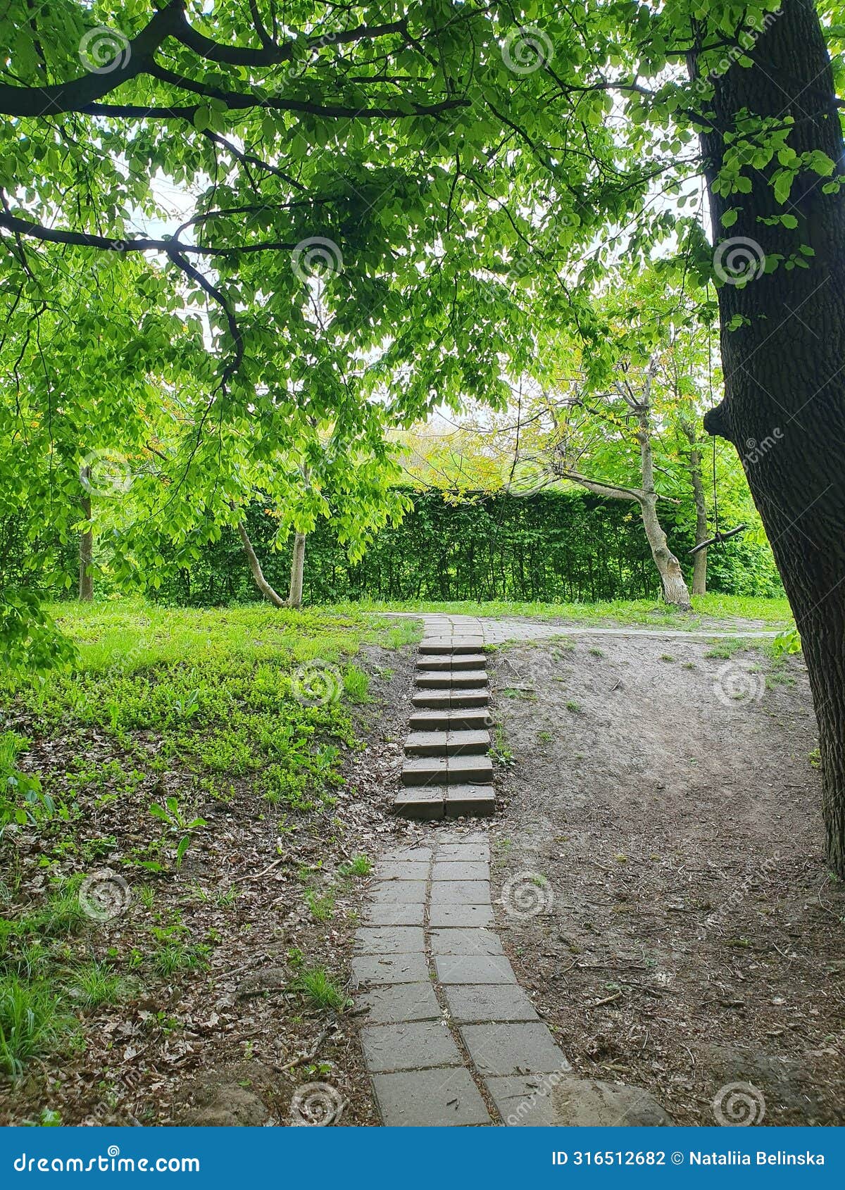 Path in the Park, Walking Path between Trees Leading To a Hedge of ...