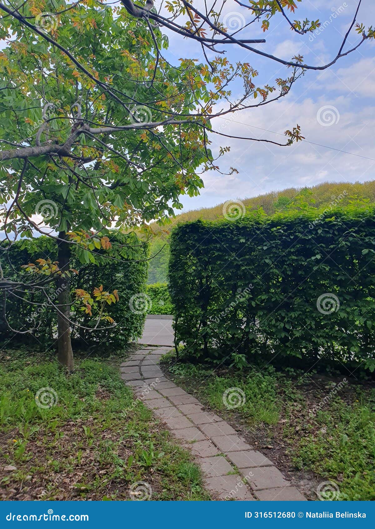 Path in the Park, Walking Path between Trees Leading To a Hedge of ...
