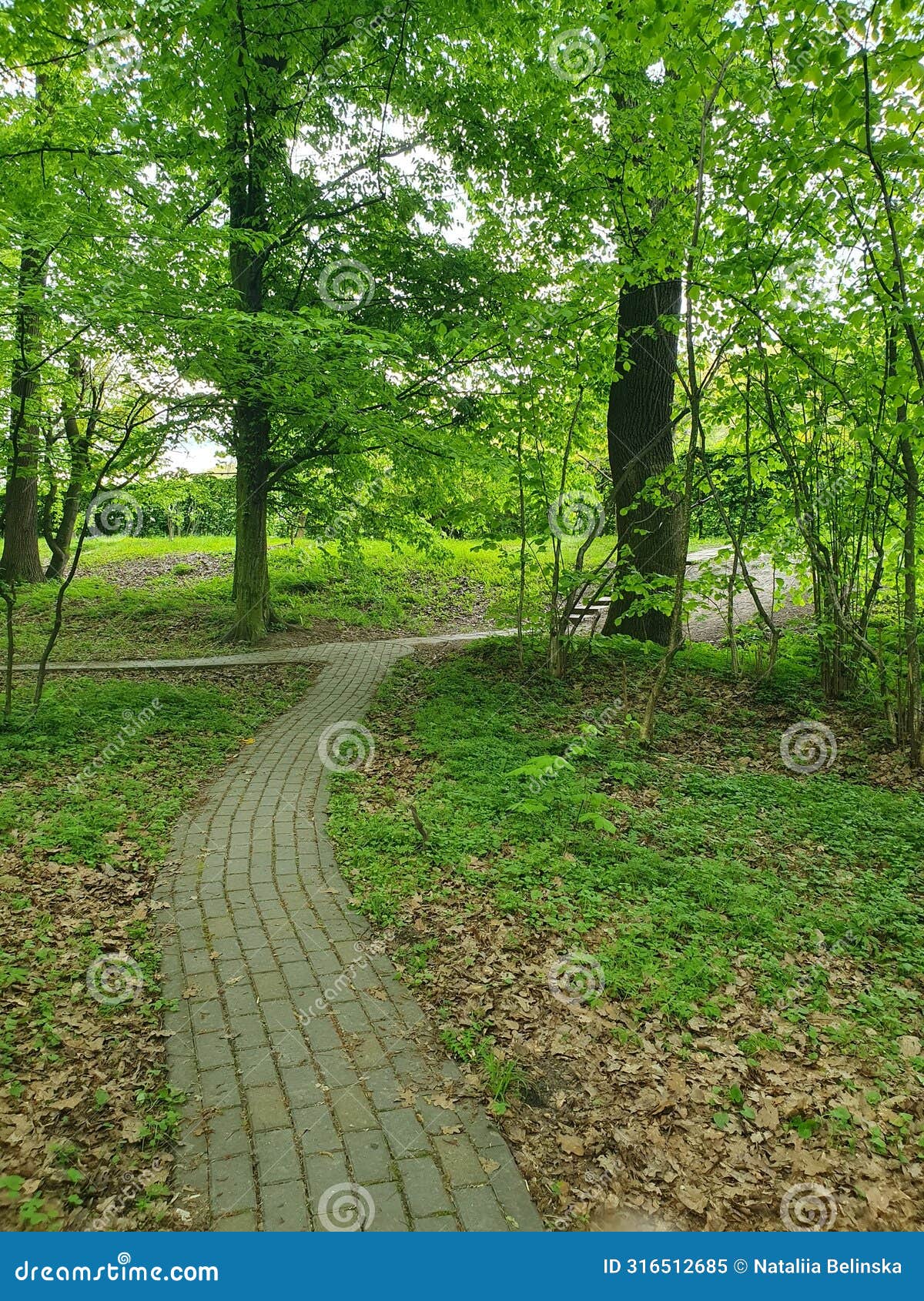 Path in the Park, Walking Path between Trees Leading To a Hedge of ...
