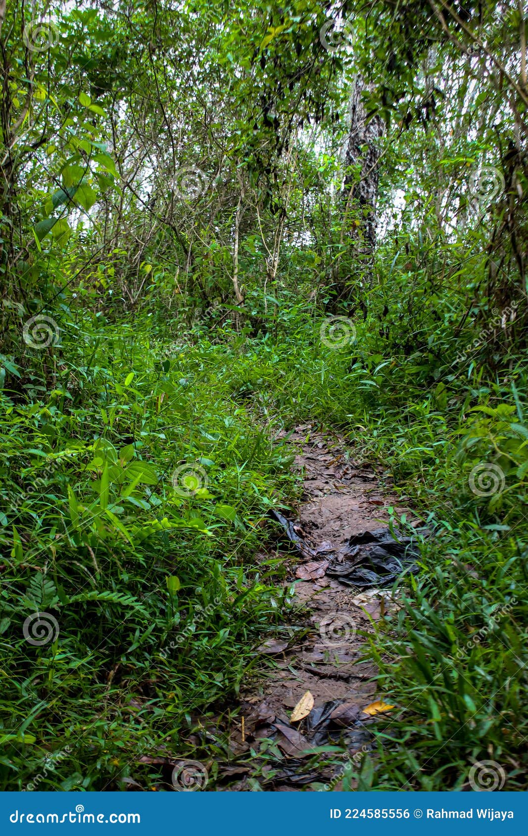 The Path that is Passed To Enter the Rubber Tree Plantation Stock Photo ...