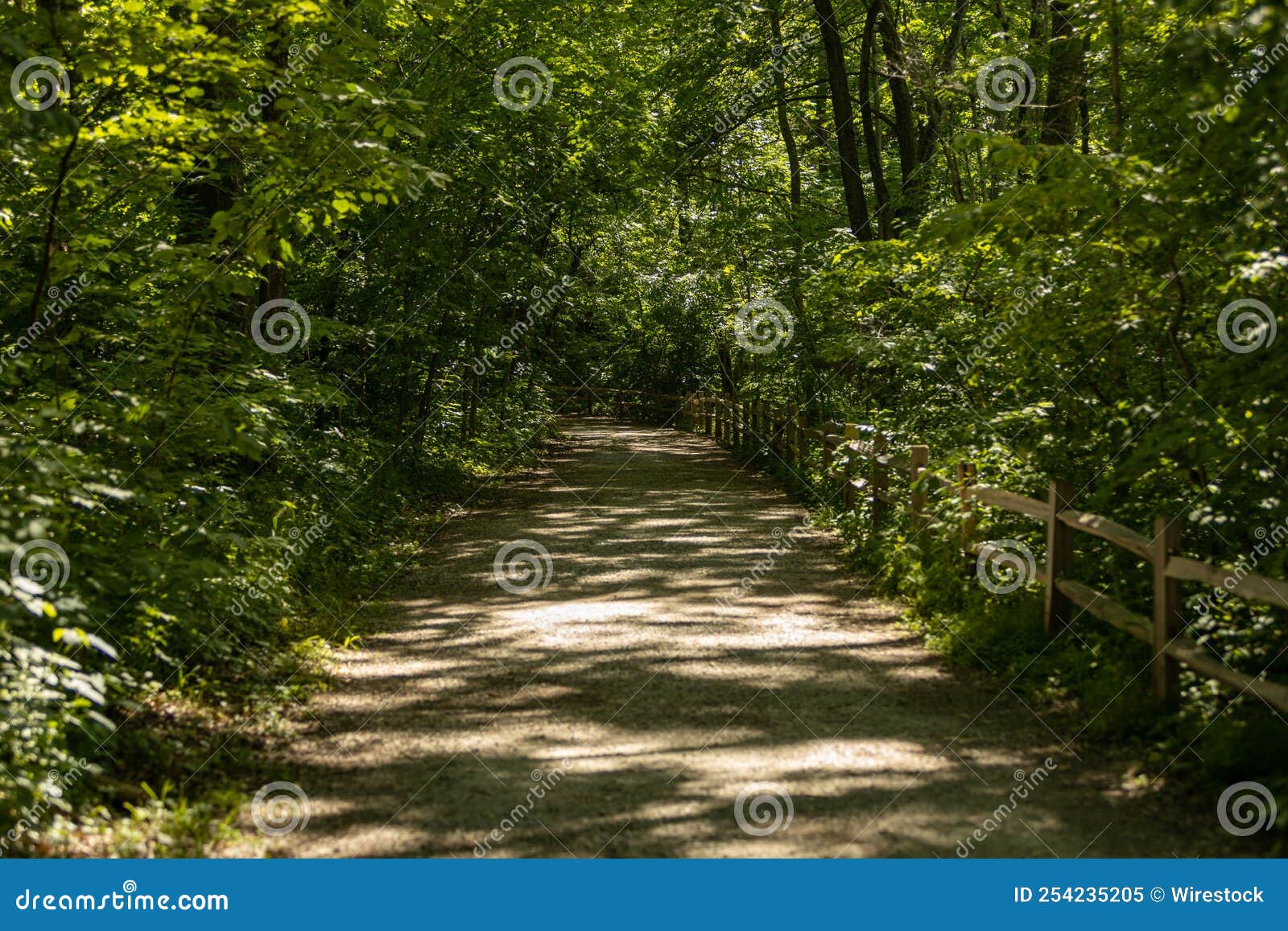 Path Passing through a Forest Stock Image - Image of green, trees ...