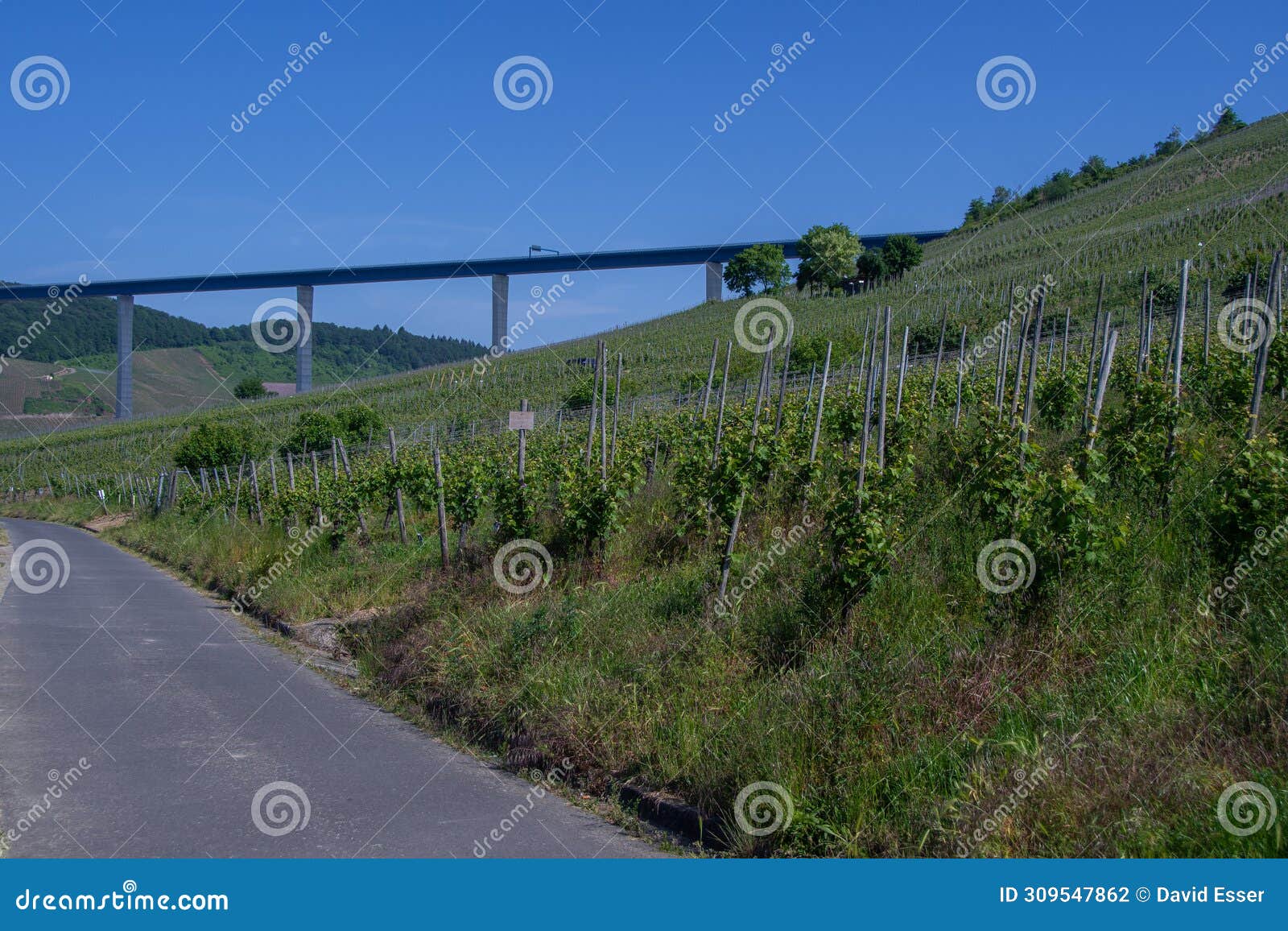 Path Past Vineyards with a View of the Hochmosel Bridge Stock Photo ...