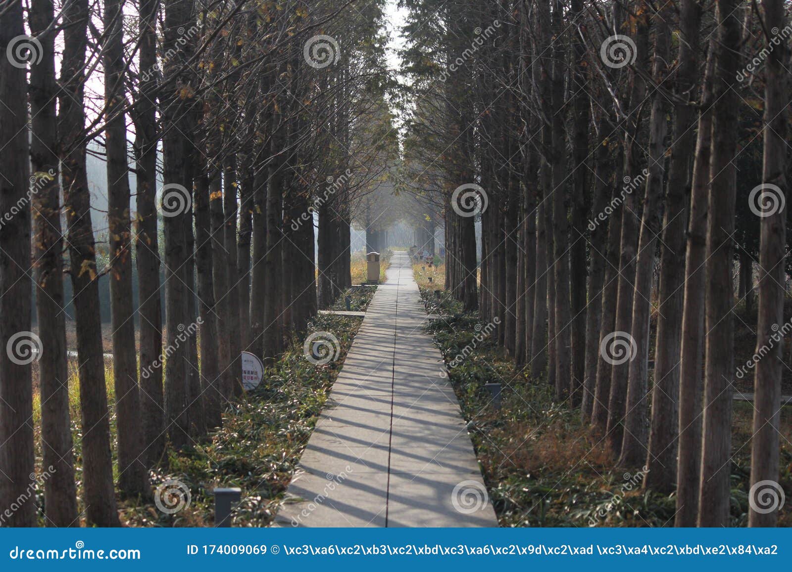Flagstone path stock image. Image of trees, paved, slabs - 174009069