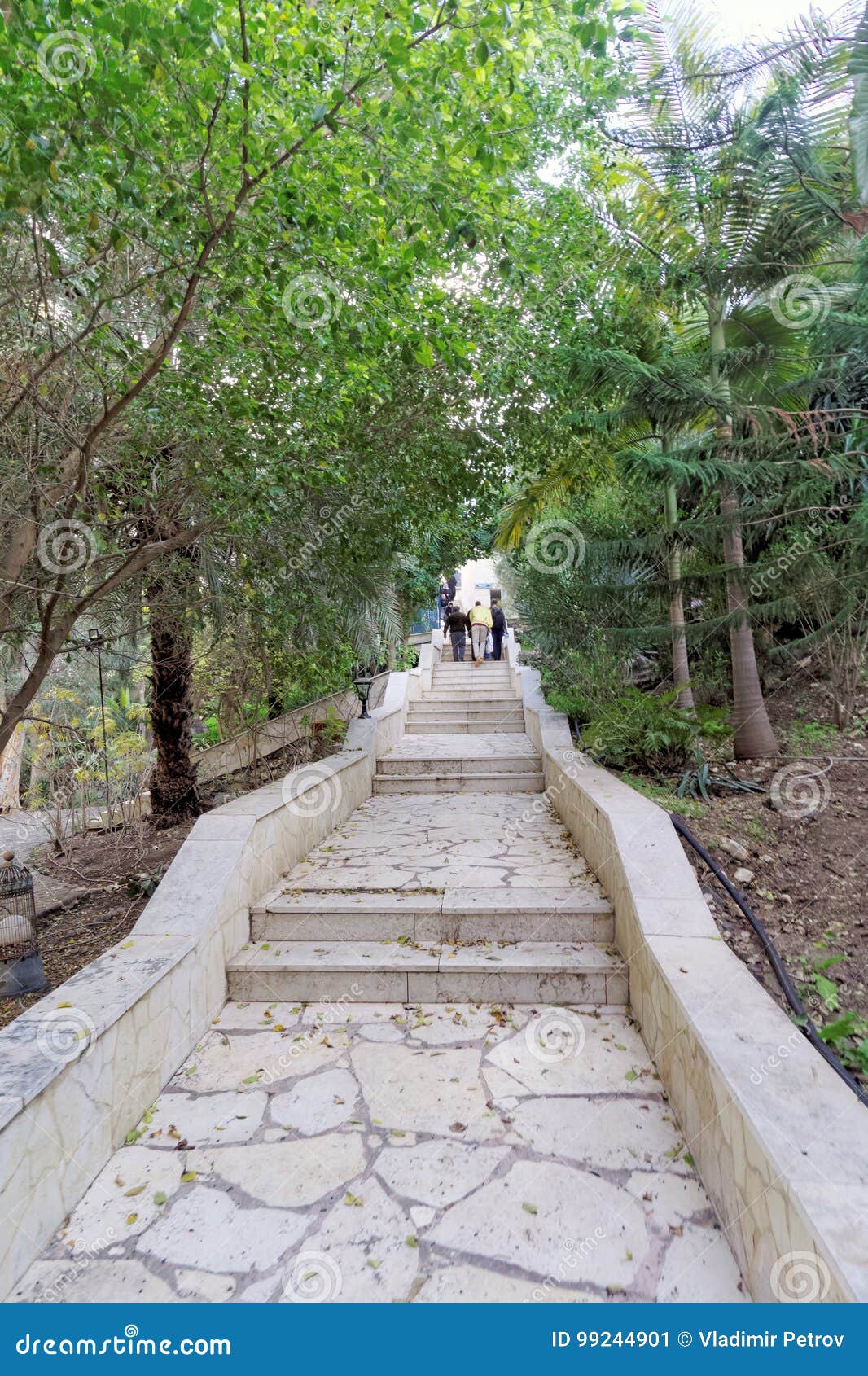 A Path Paved White Stone Path among Green Bushes and Trees Editorial ...