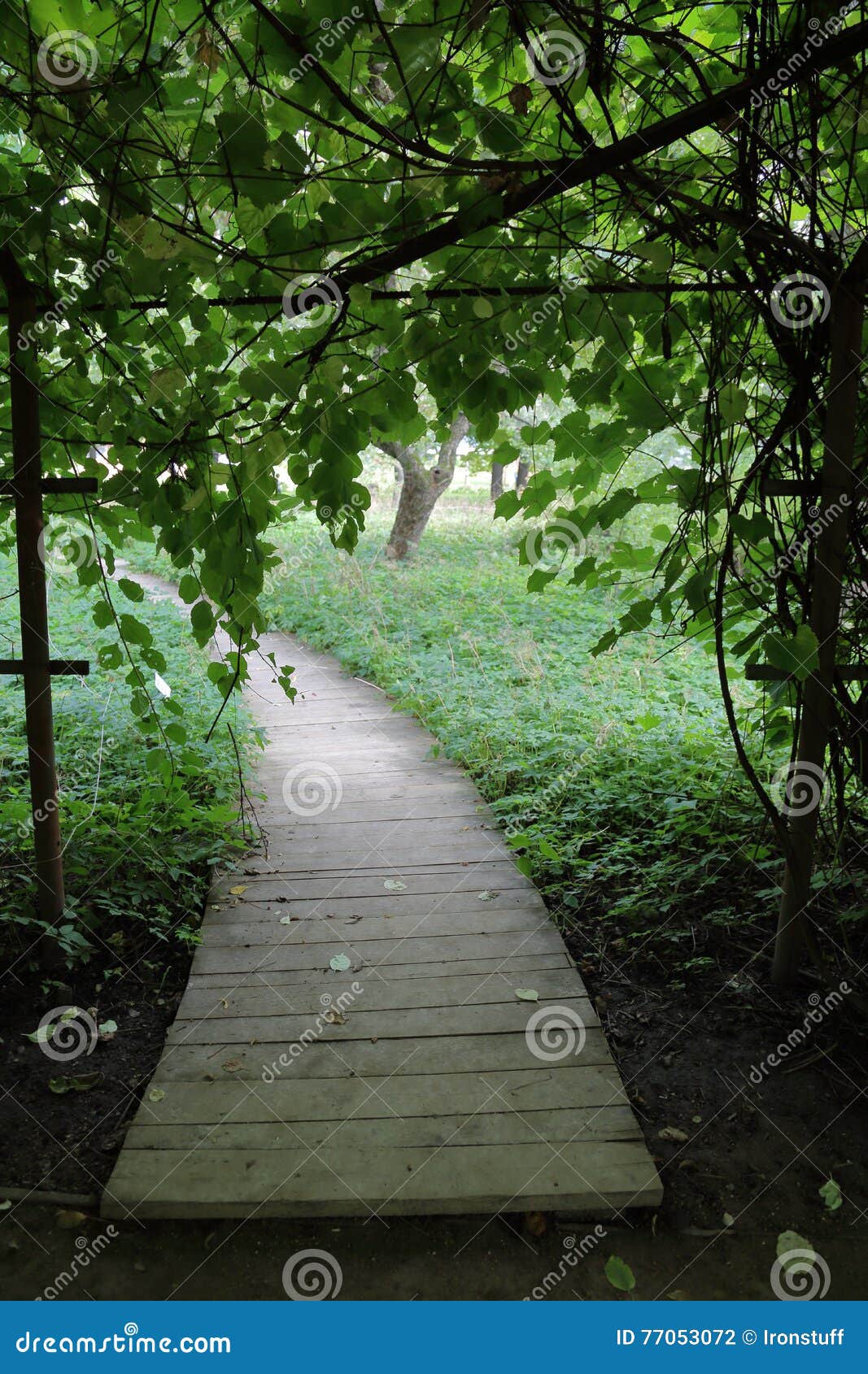 Path for Pedestrians in the Park Stock Photo - Image of summer, walk ...