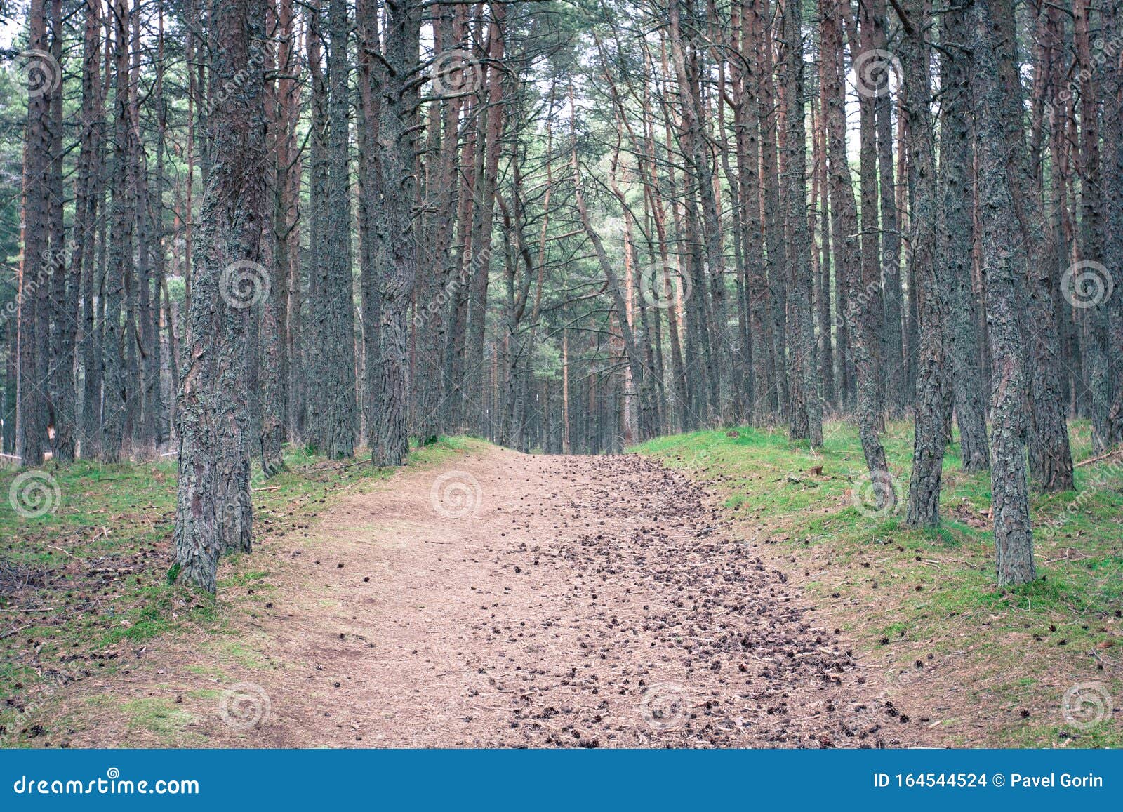 Path in pine cone forest stock photo. Image of ornament - 164544524