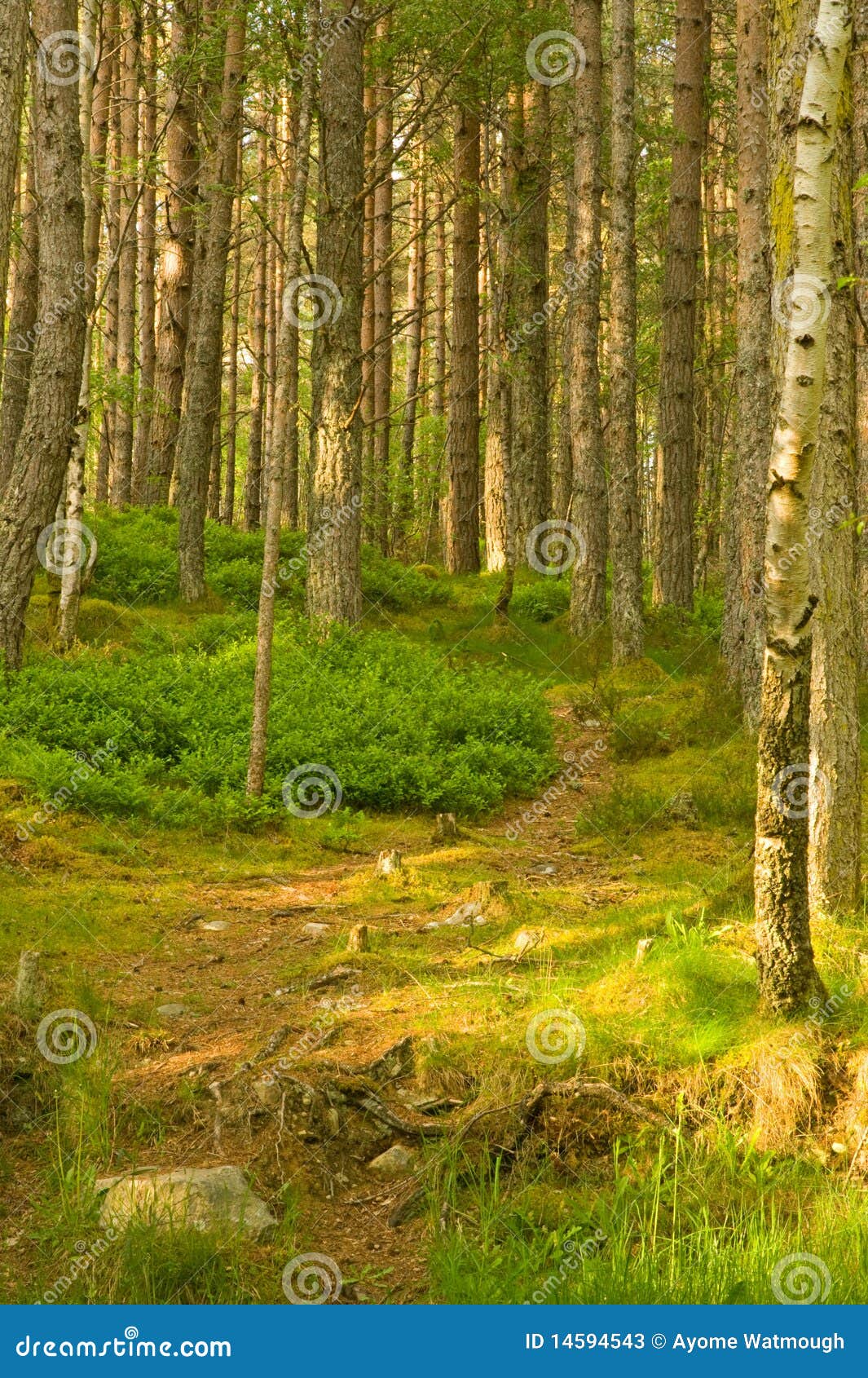 Parallel Pines Photos - Free & Royalty-Free Stock Photos from Dreamstime