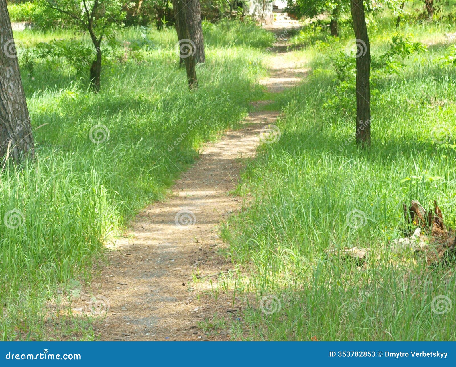 Path in a Pine Forest. Direction of Movement. Stock Image - Image of ...