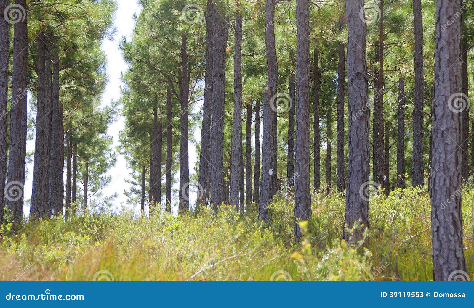 Path through a pine forest stock image. Image of path - 39119553