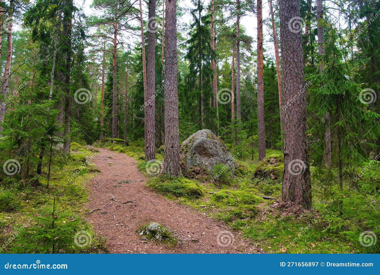 Path in Pine Forest in Park Mon Repos, Vyborg, Russia Stock Image ...