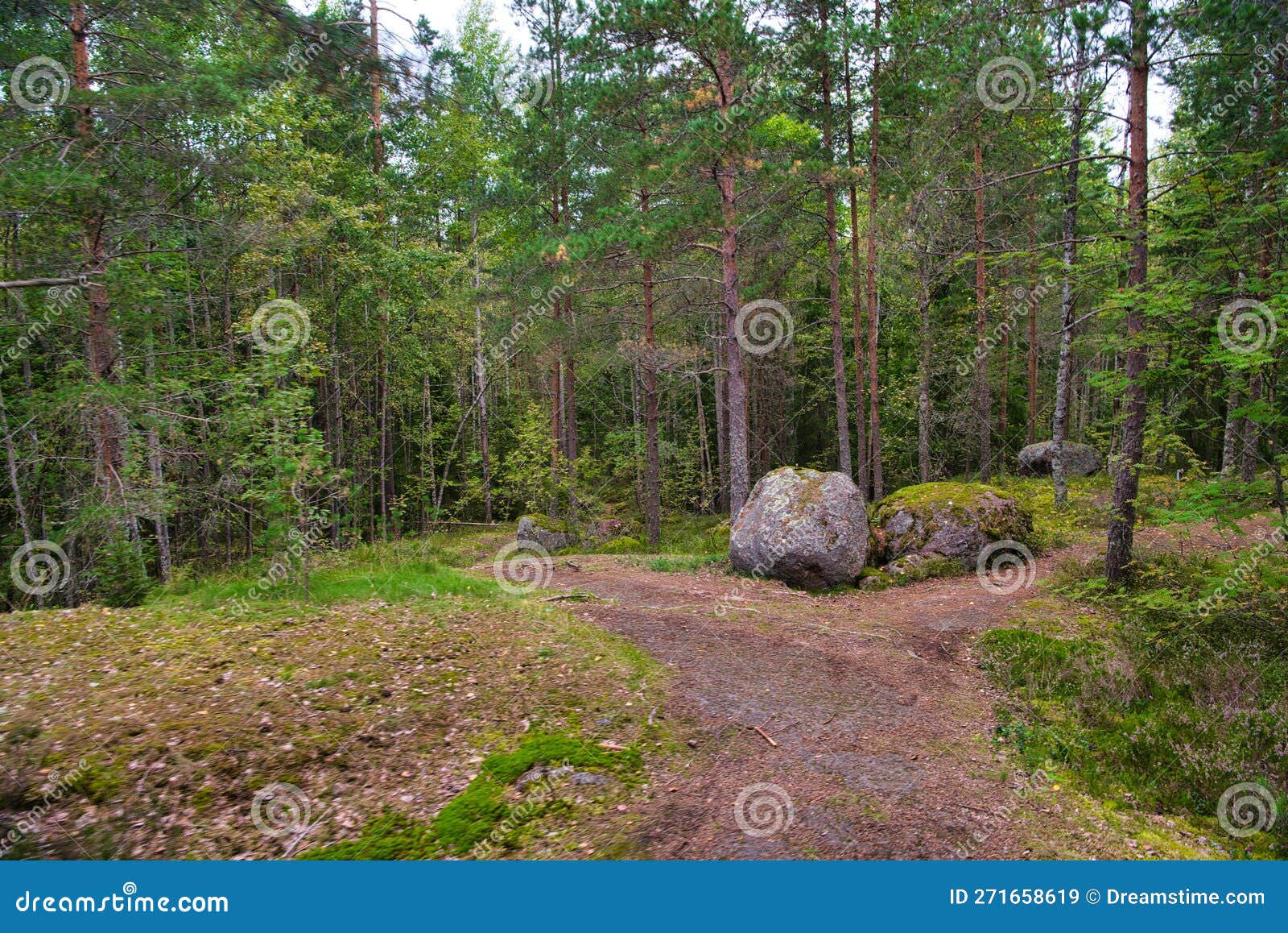 Path in Pine Forest in Park Mon Repos, Vyborg, Russia Stock Image ...