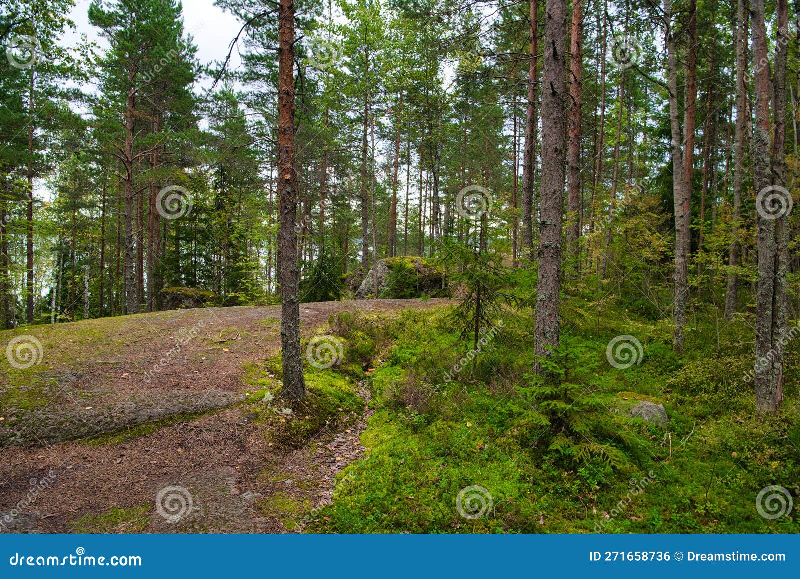 Path in Pine Forest in Park Mon Repos, Vyborg, Russia Stock Photo ...
