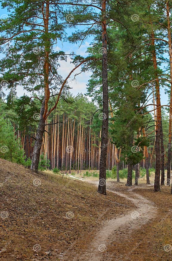 Path in a pine forest stock photo. Image of park, plant - 270786762