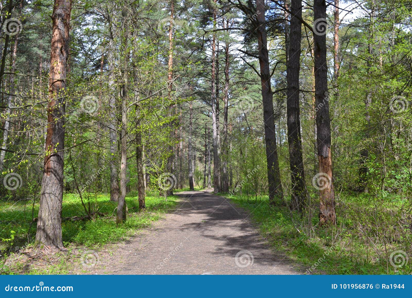 Path in the Pine Forest Path in the Pine Forest Stock Photo - Image of ...