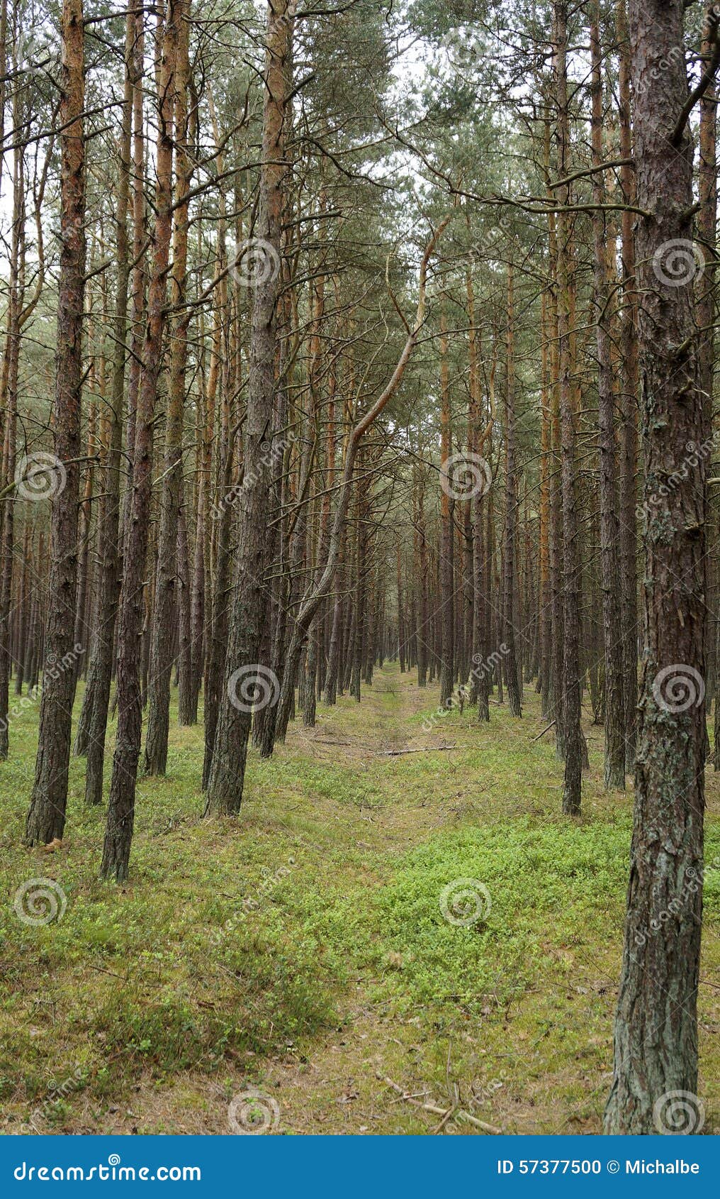 Path in a pine forest stock photo. Image of perspective - 57377500