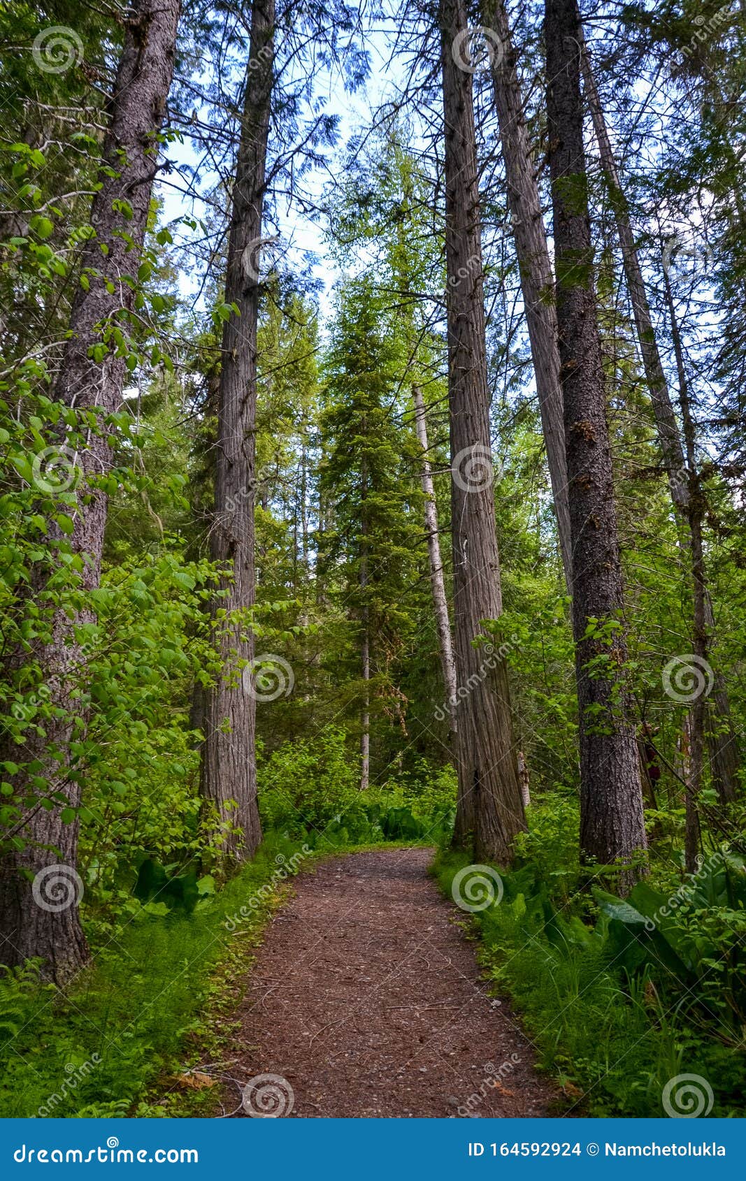 A Path through the Pine Forest Stock Photo - Image of season, park ...
