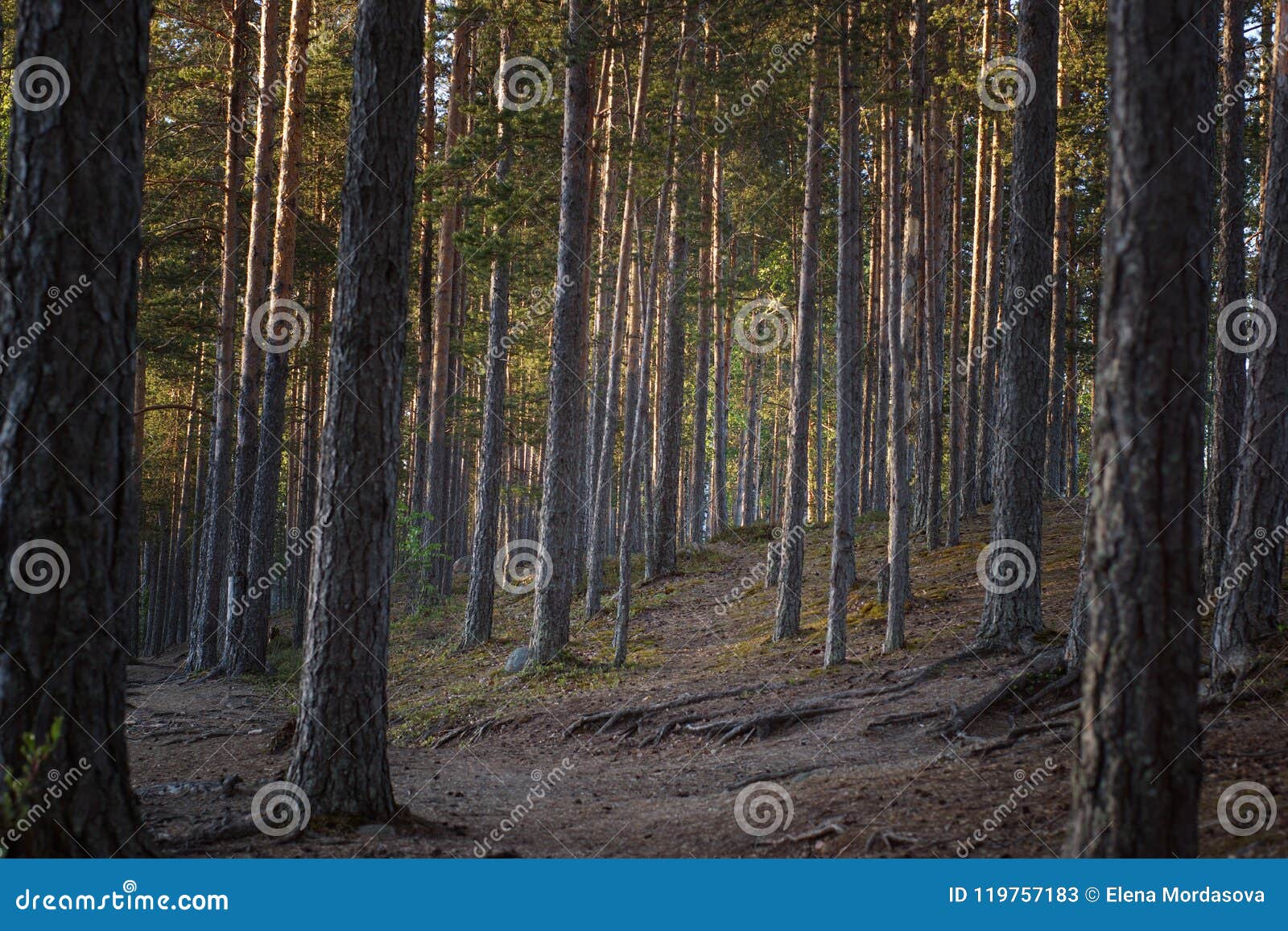 A Path in a Pine Forest with Straight Trunks and Roots Crawling Out of ...