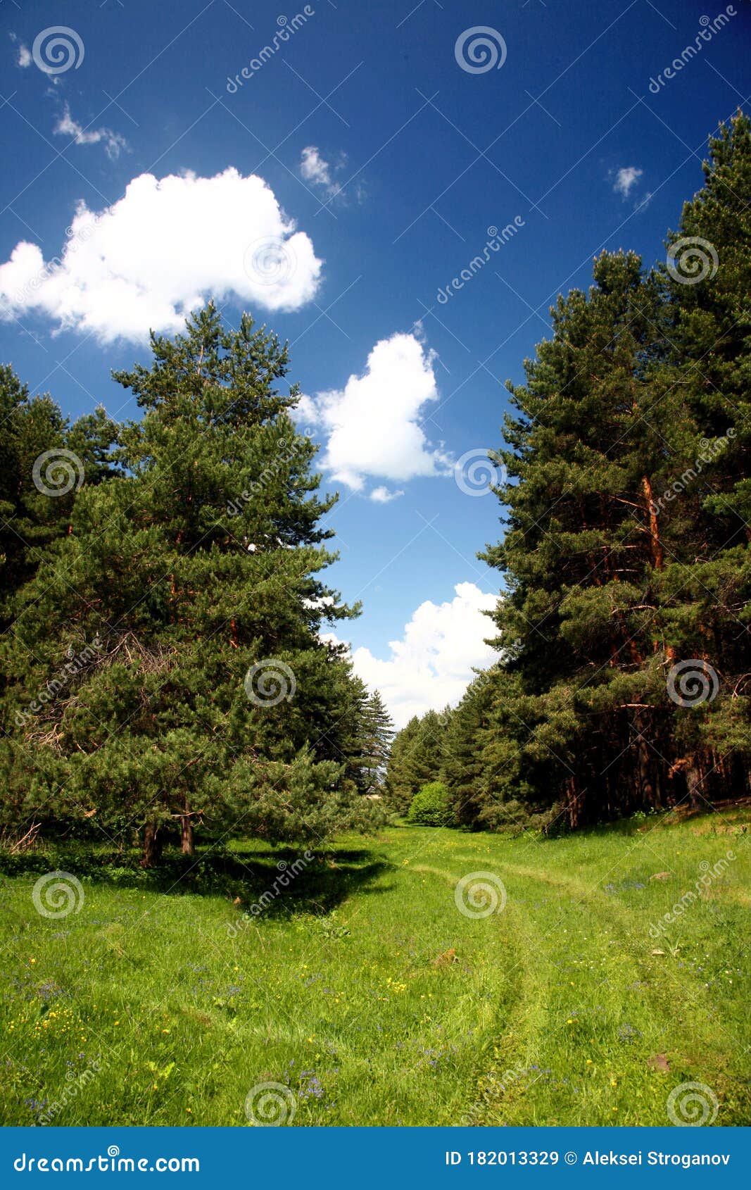 A Path through the Pine Forest, the Summer Landscape Stock Image ...