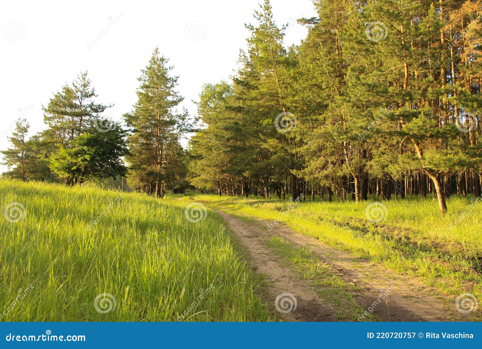 Path Between Pine Trees In Park, Outdoor Picture Royalty-Free Stock ...