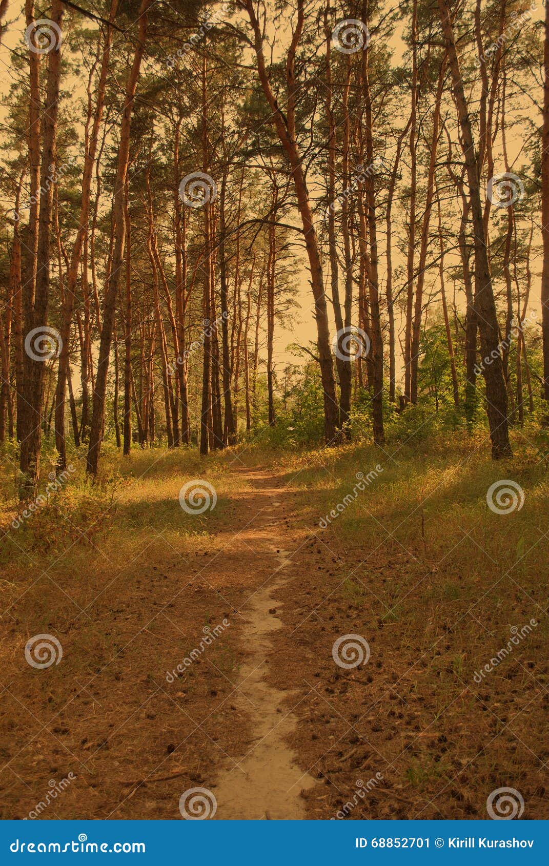 Path through a pine forest stock image. Image of pinewood - 68852701
