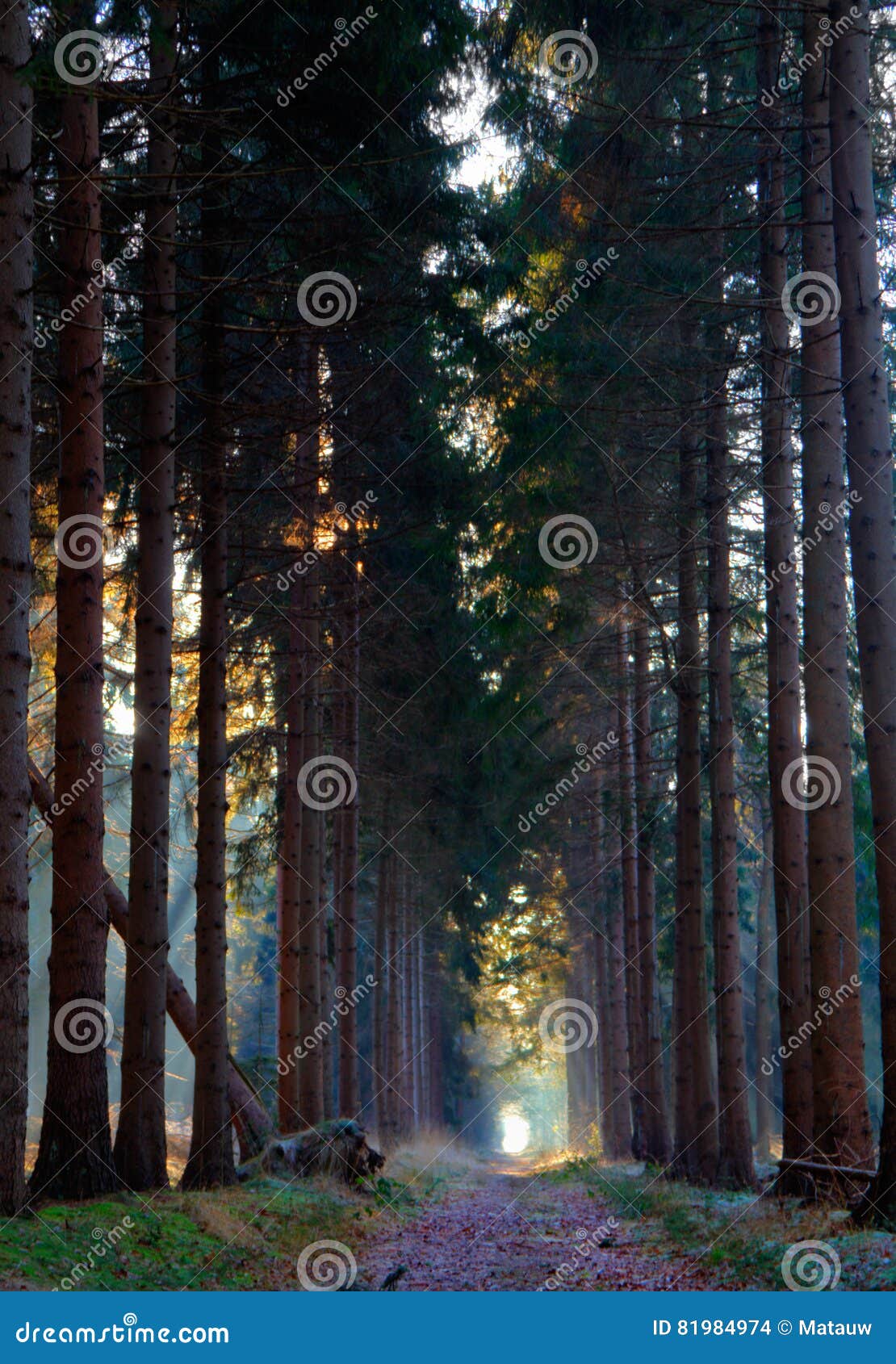 Path through pine forest stock photo. Image of forest - 81984974