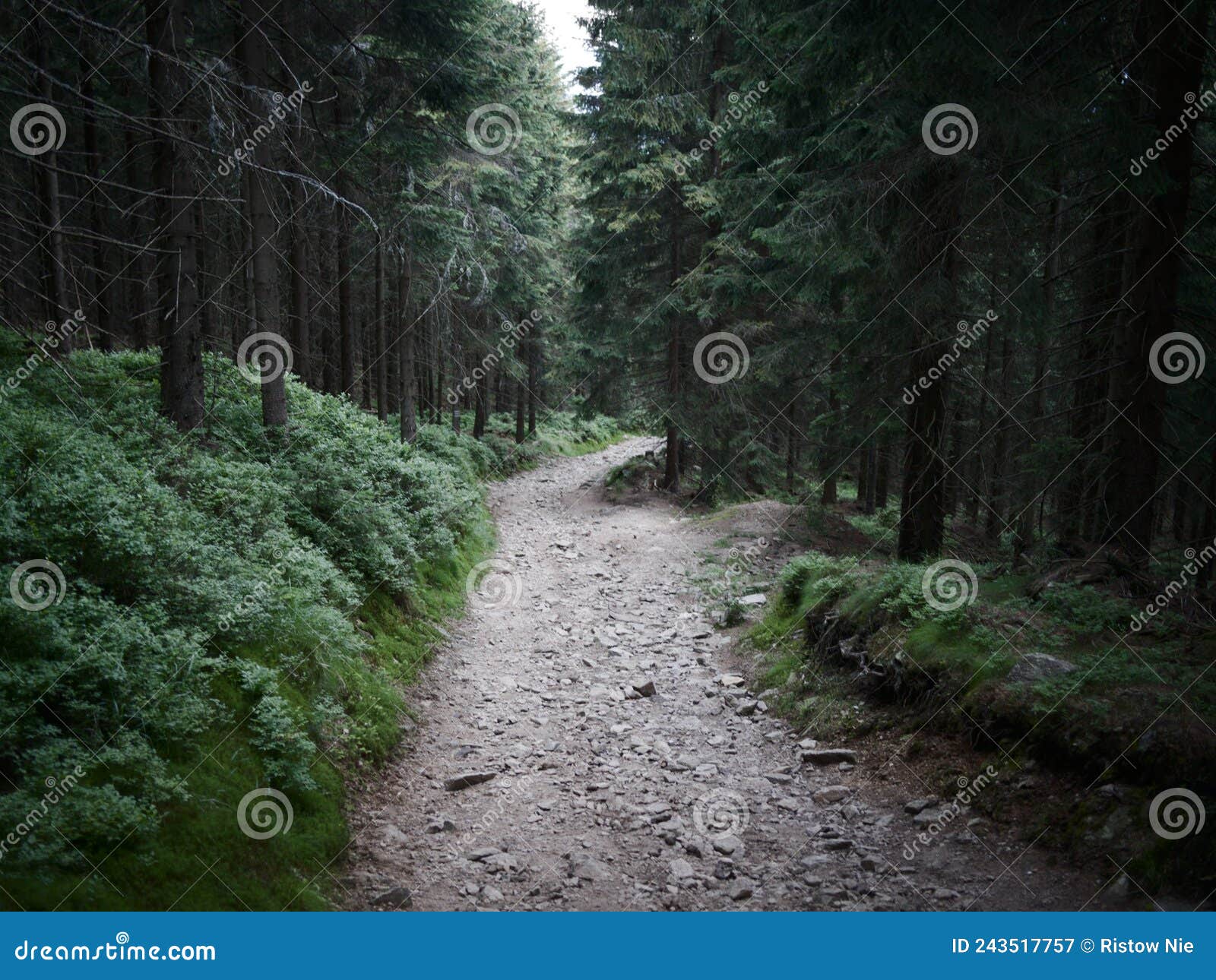 Path in a pine forest stock image. Image of gravel, natural - 243517757